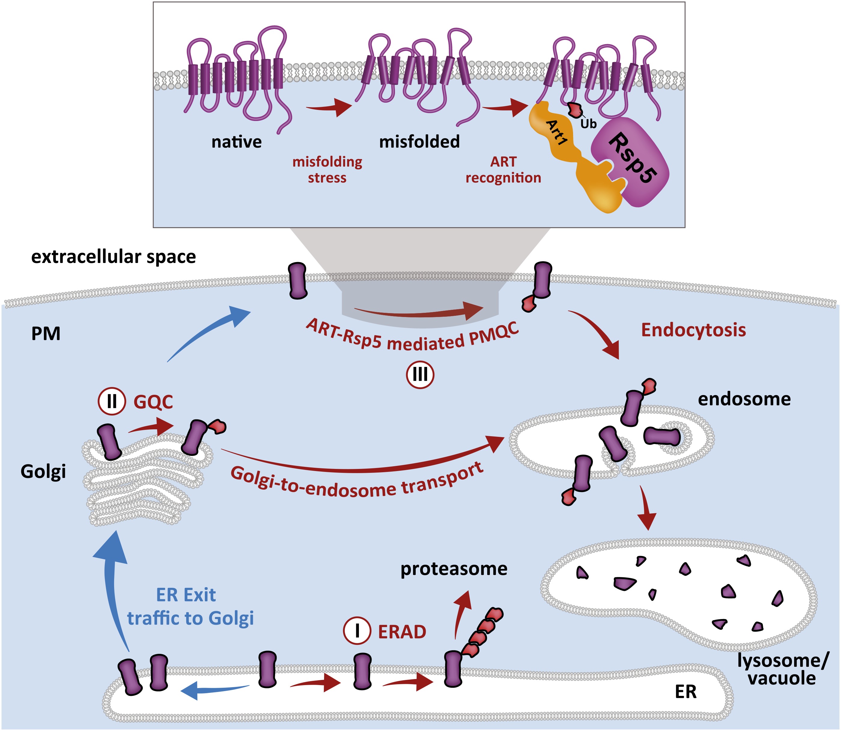 The ART-Rsp5 ubiquitin ligase network comprises a plasma membrane ...