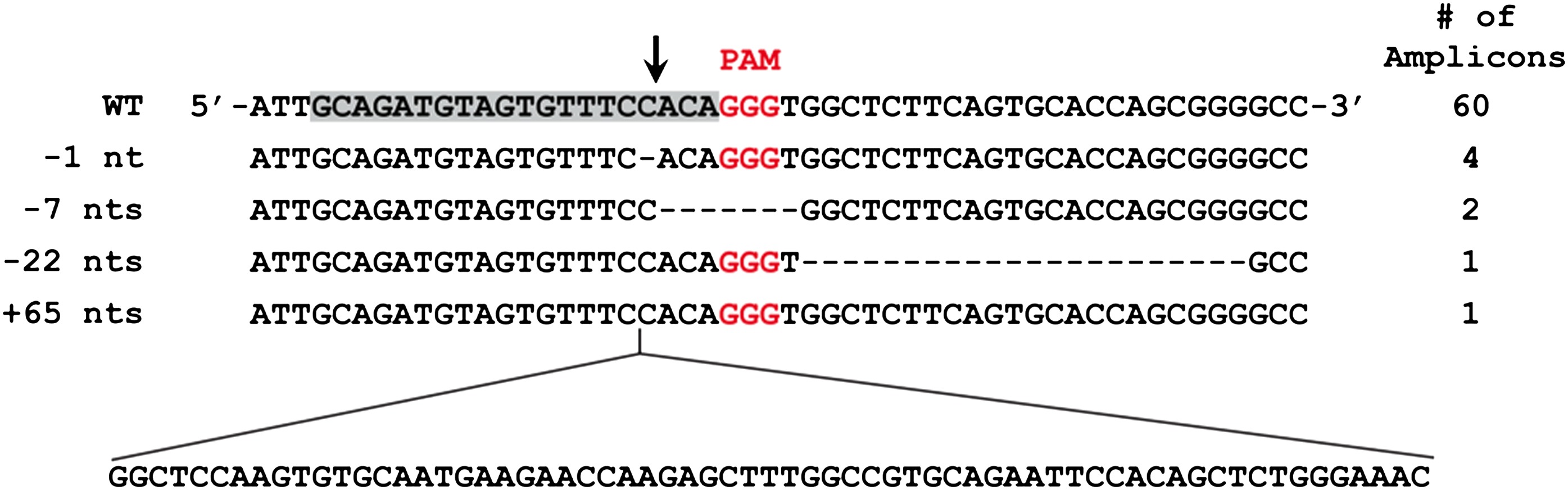 RNA-programmed genome editing in human cells | eLife Lens
