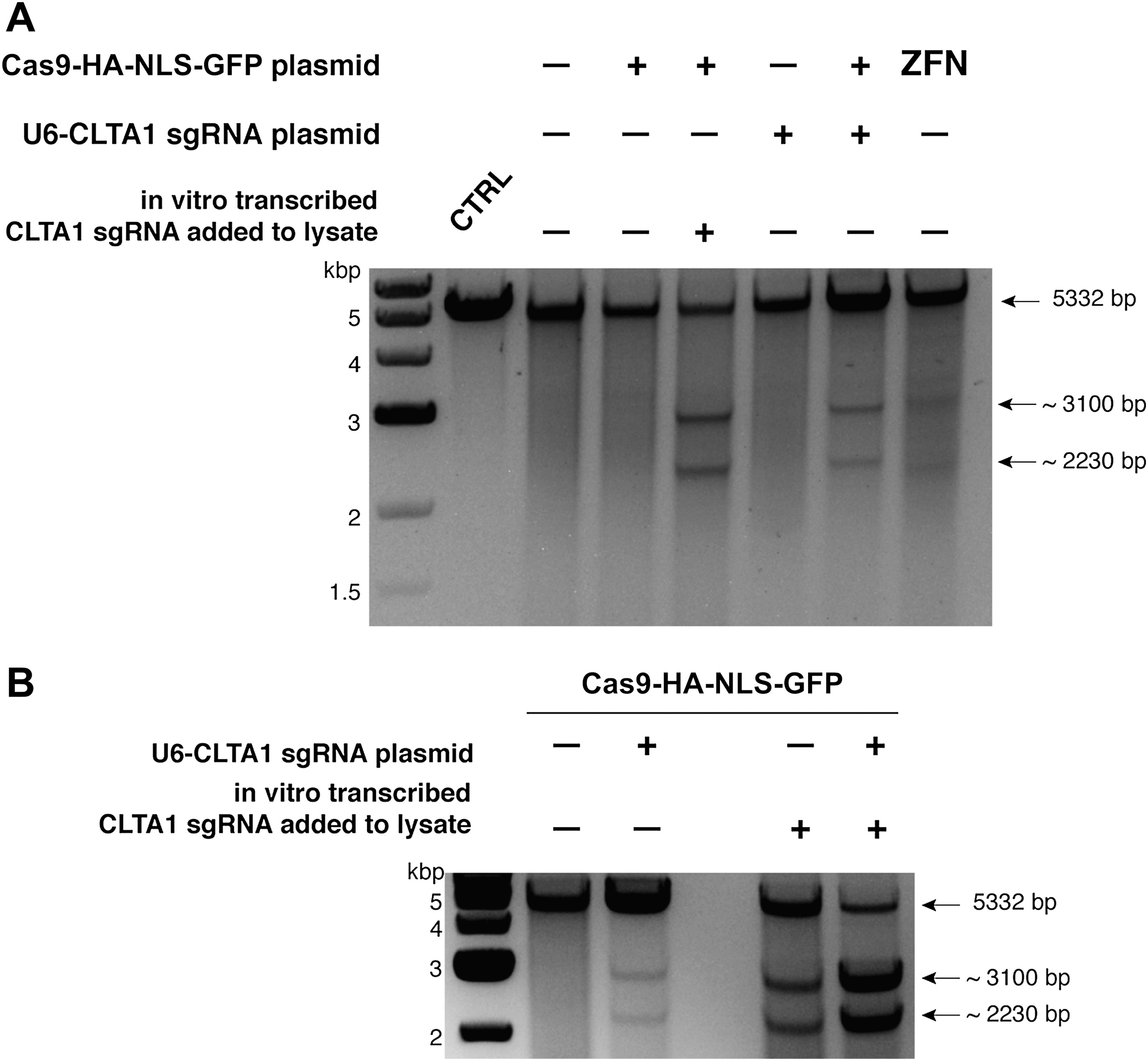 RNA-programmed genome editing in human cells | eLife Lens