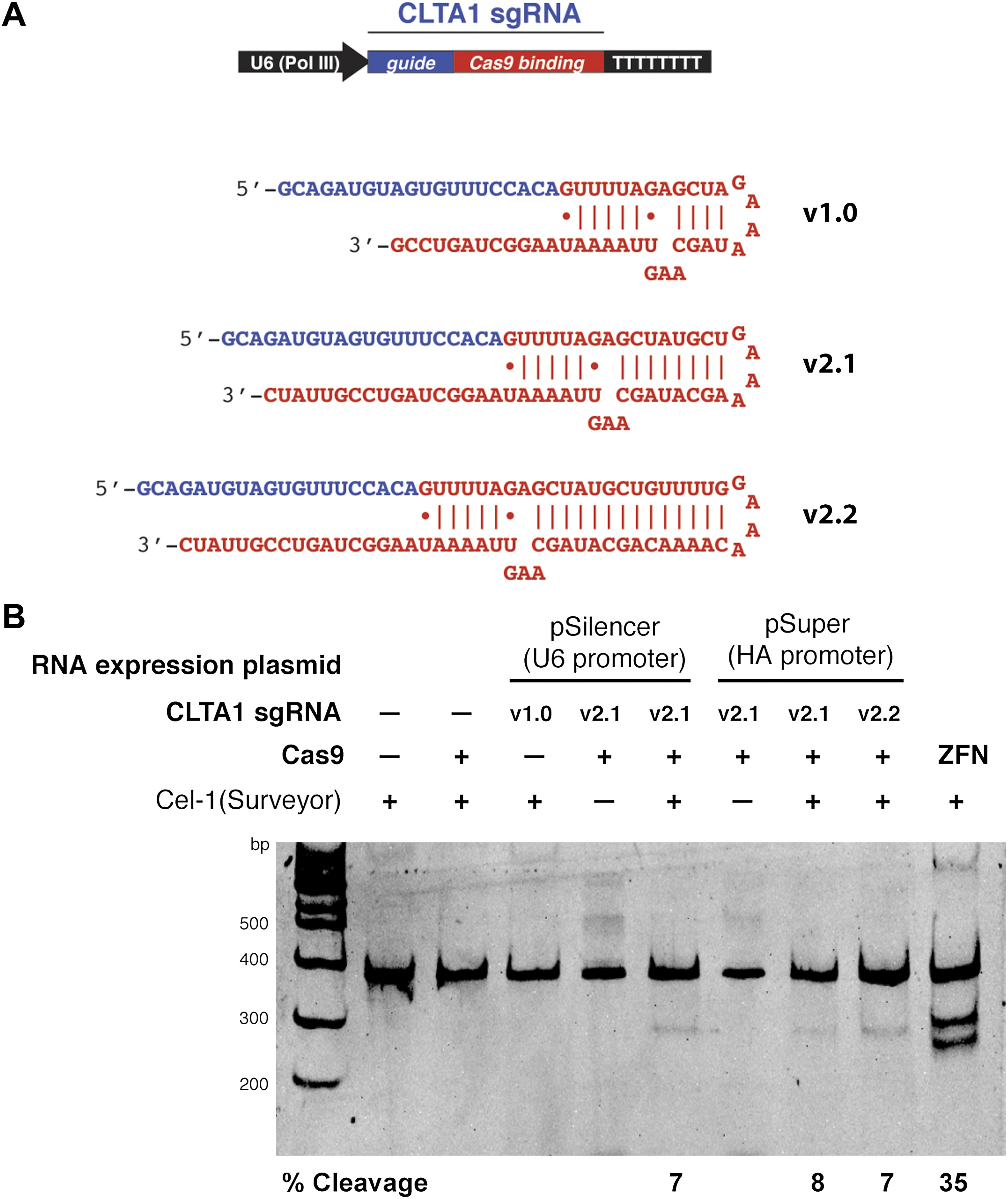 RNA-programmed genome editing in human cells | eLife Lens