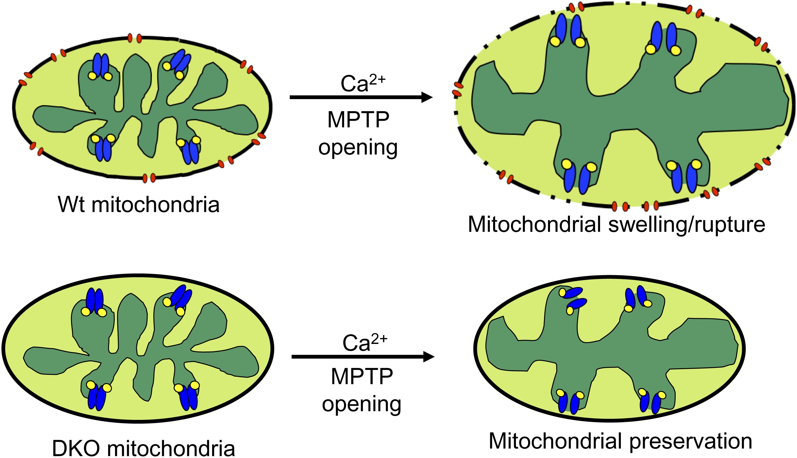 Bax and Bak function as the outer membrane component of the ...