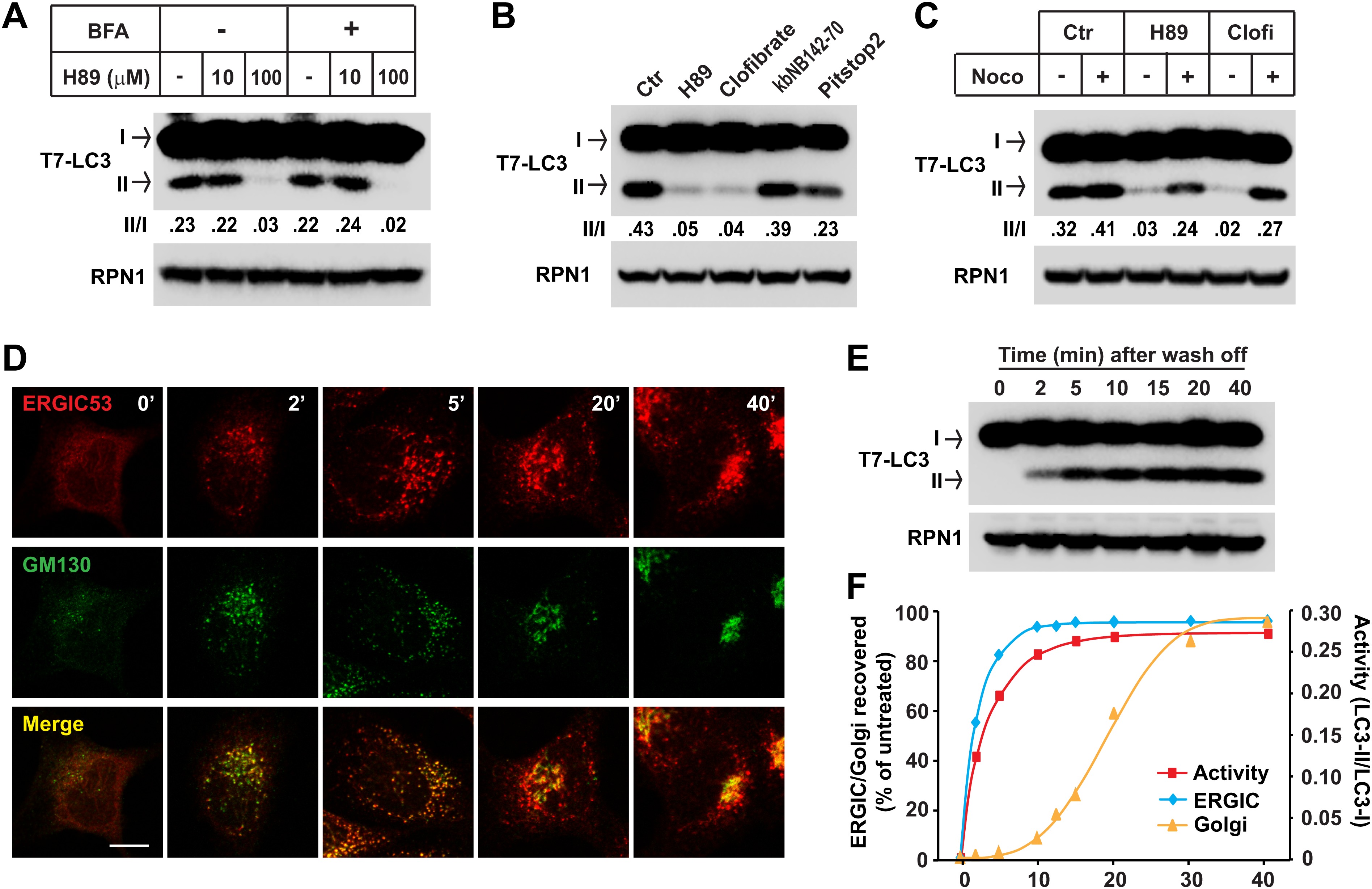 The ER–Golgi intermediate compartment is a key membrane source for the ...