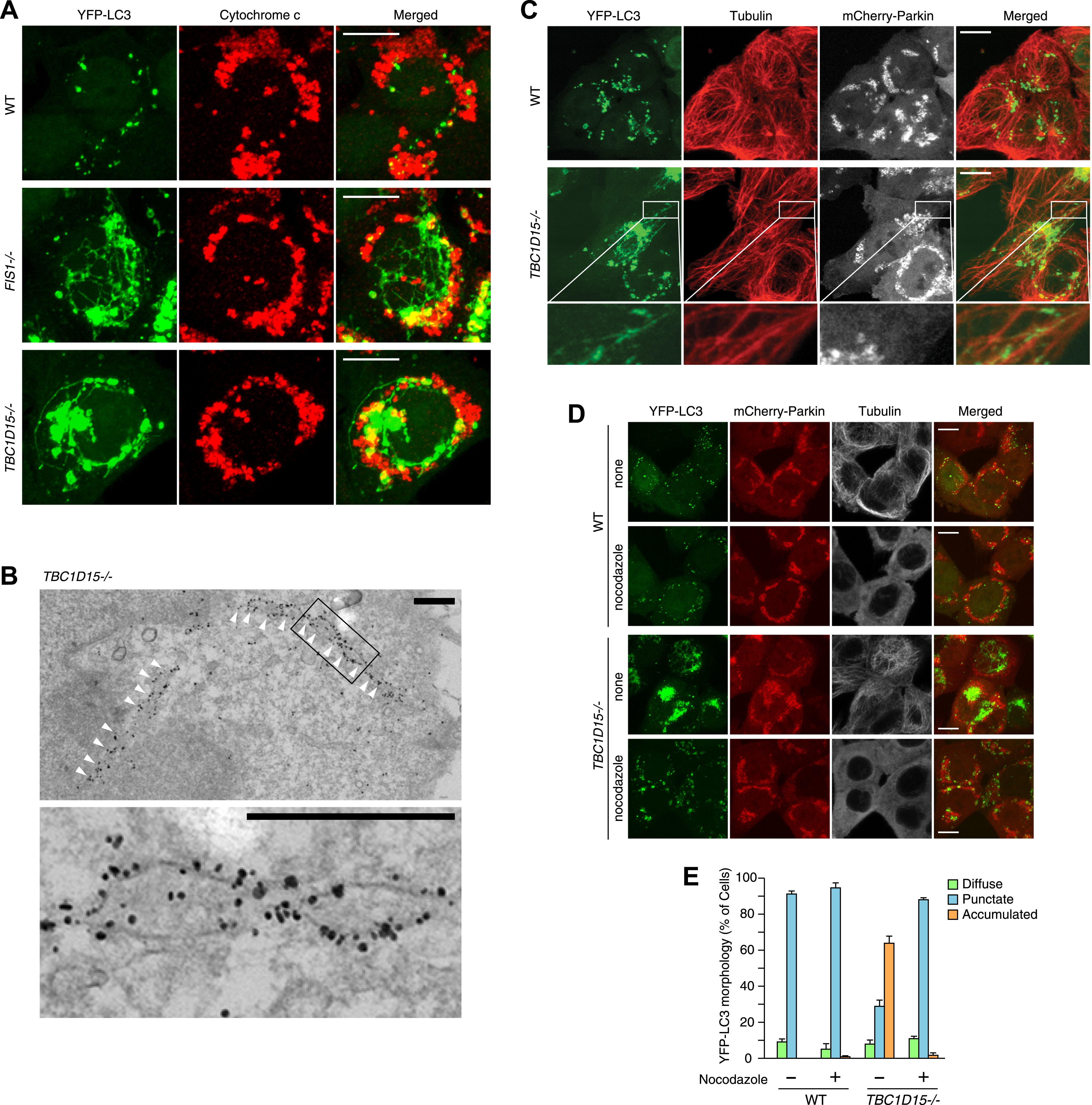 Mitochondrial Rab GAPs govern autophagosome biogenesis during mitophagy ...
