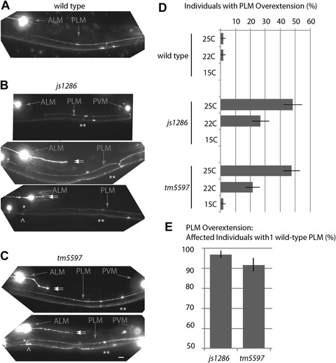 Figure 1. | The Caenorhabditis elegans microtubule minus-end binding ...