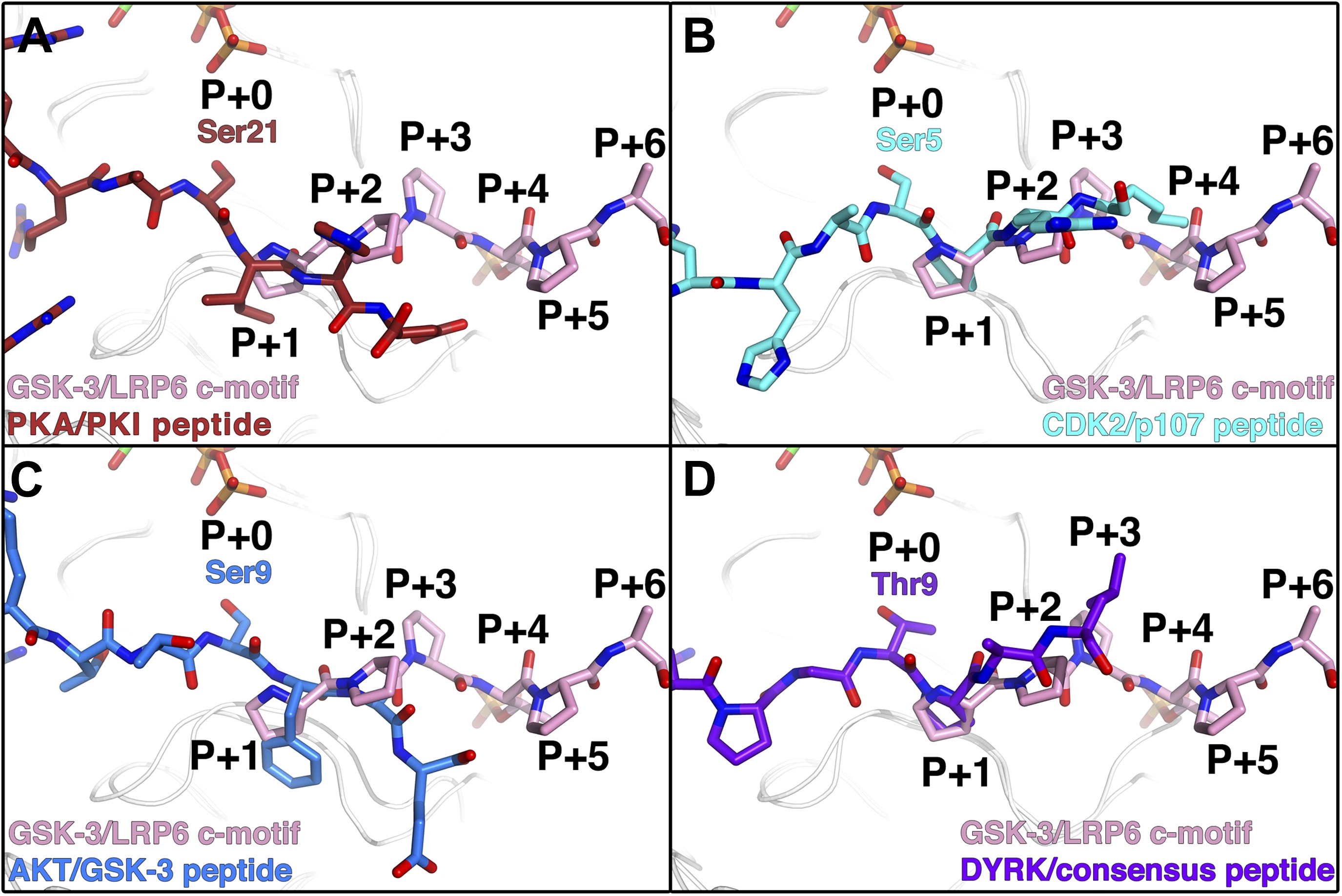 Structural basis of GSK-3 inhibition by N-terminal phosphorylation and ...