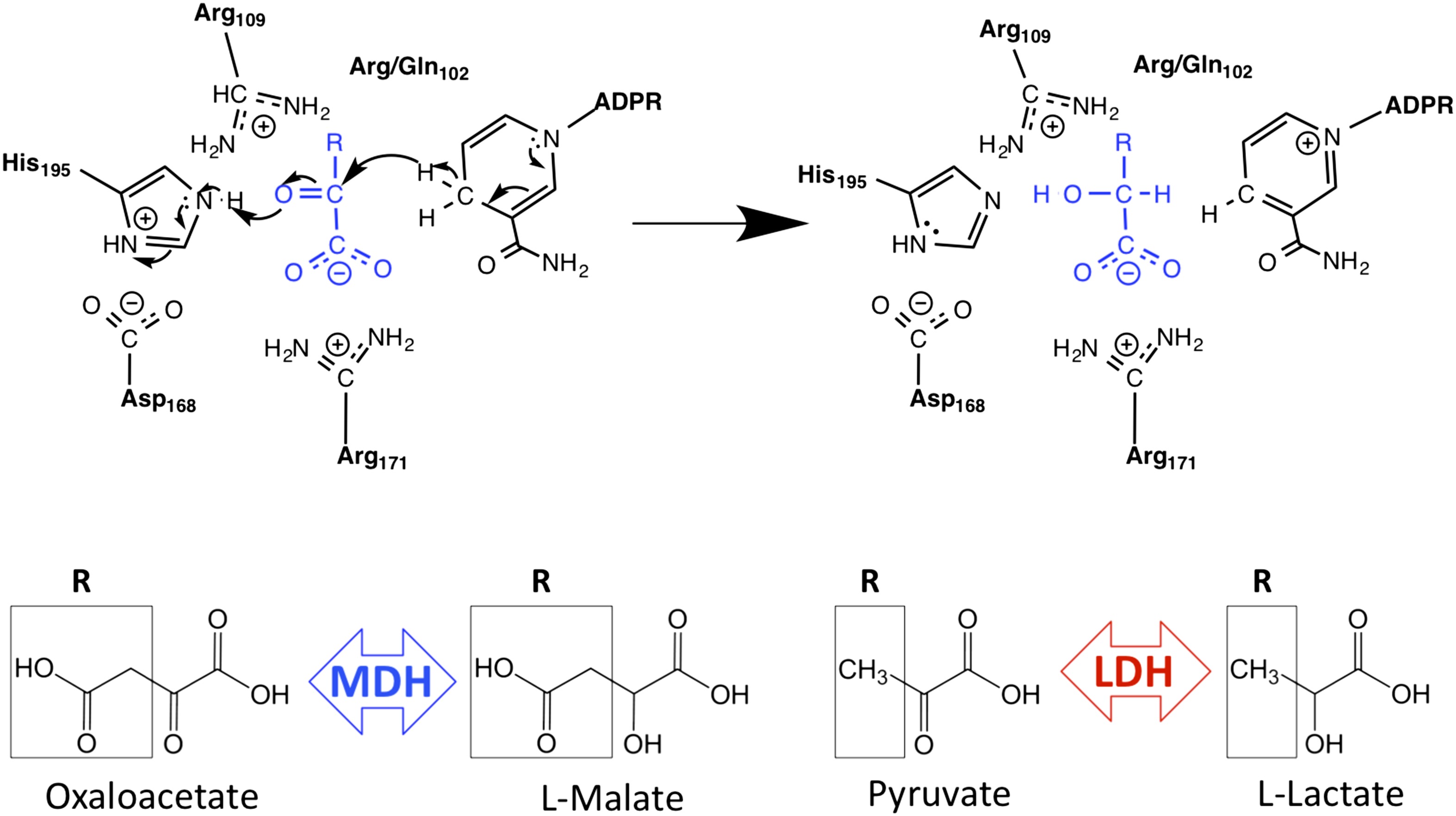 An atomic-resolution view of neofunctionalization in the evolution of ...