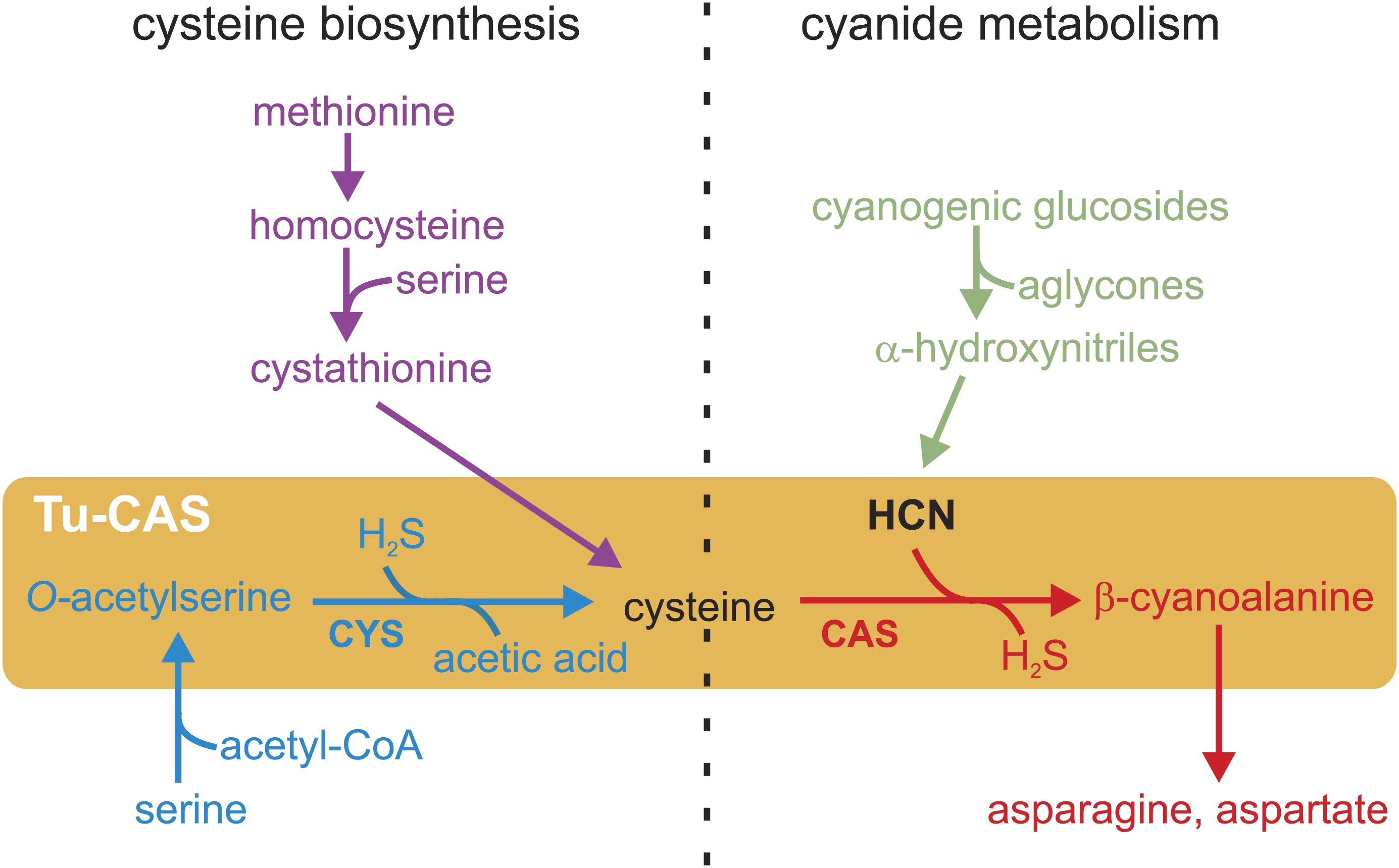 Hydrogen Cyanide Effects On Human Body Why Were The Sonderkommandos