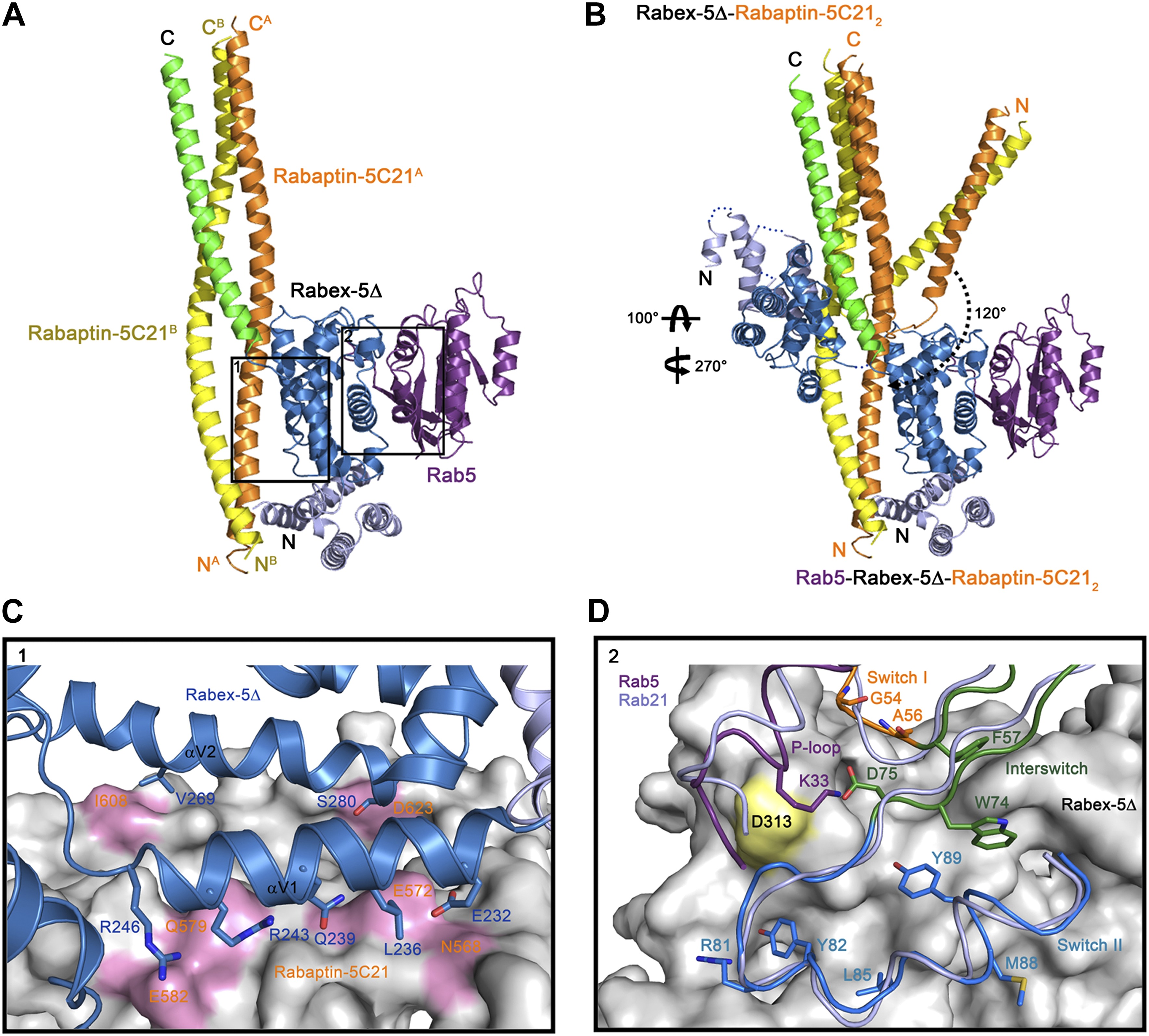 Molecular mechanism for Rabex-5 GEF activation by Rabaptin-5 | eLife
