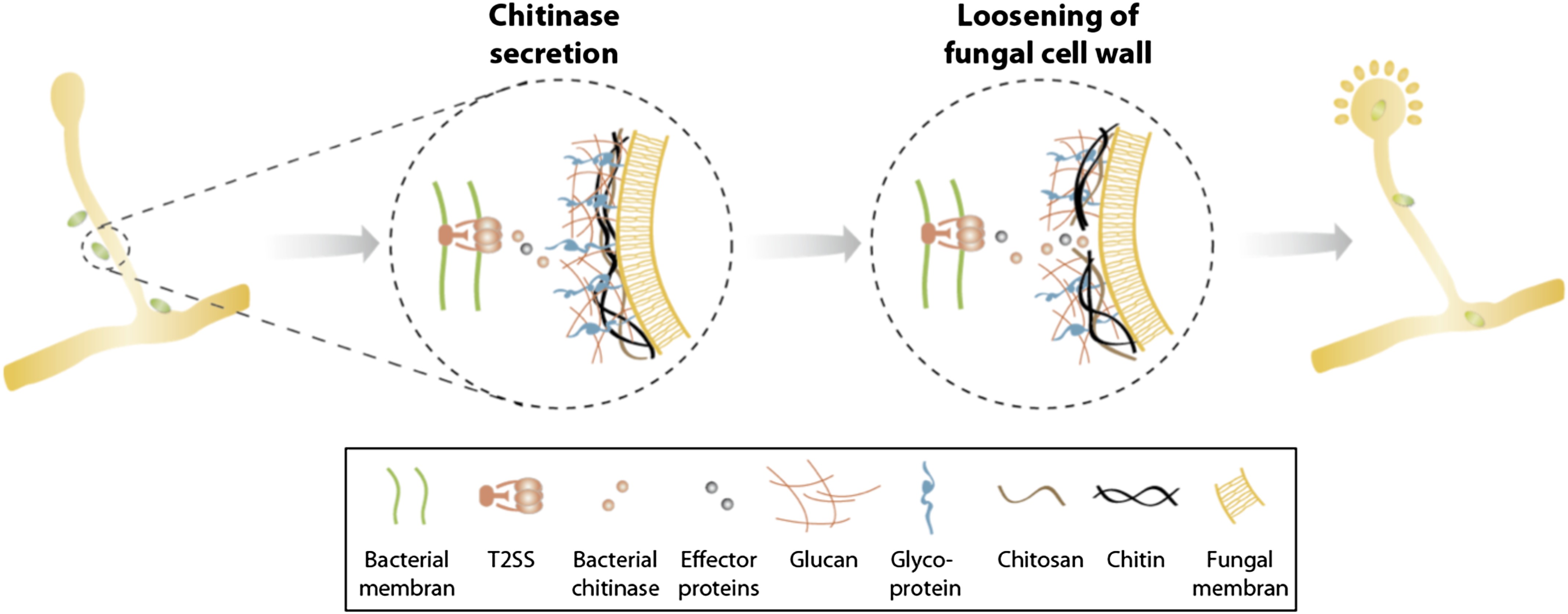 Active invasion of bacteria into living fungal cells | eLife
