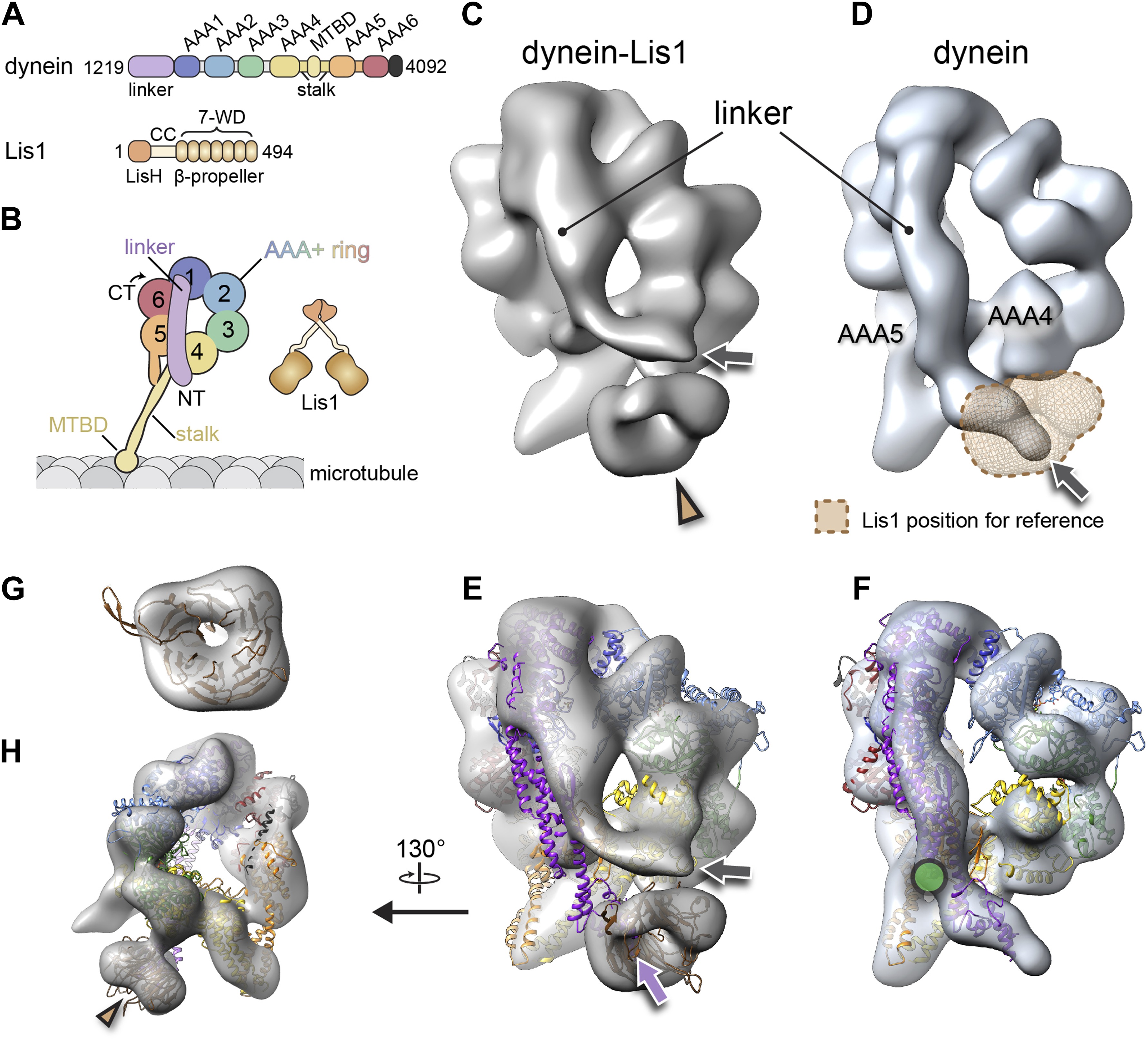 Lis1 regulates dynein by sterically blocking its mechanochemical cycle ...