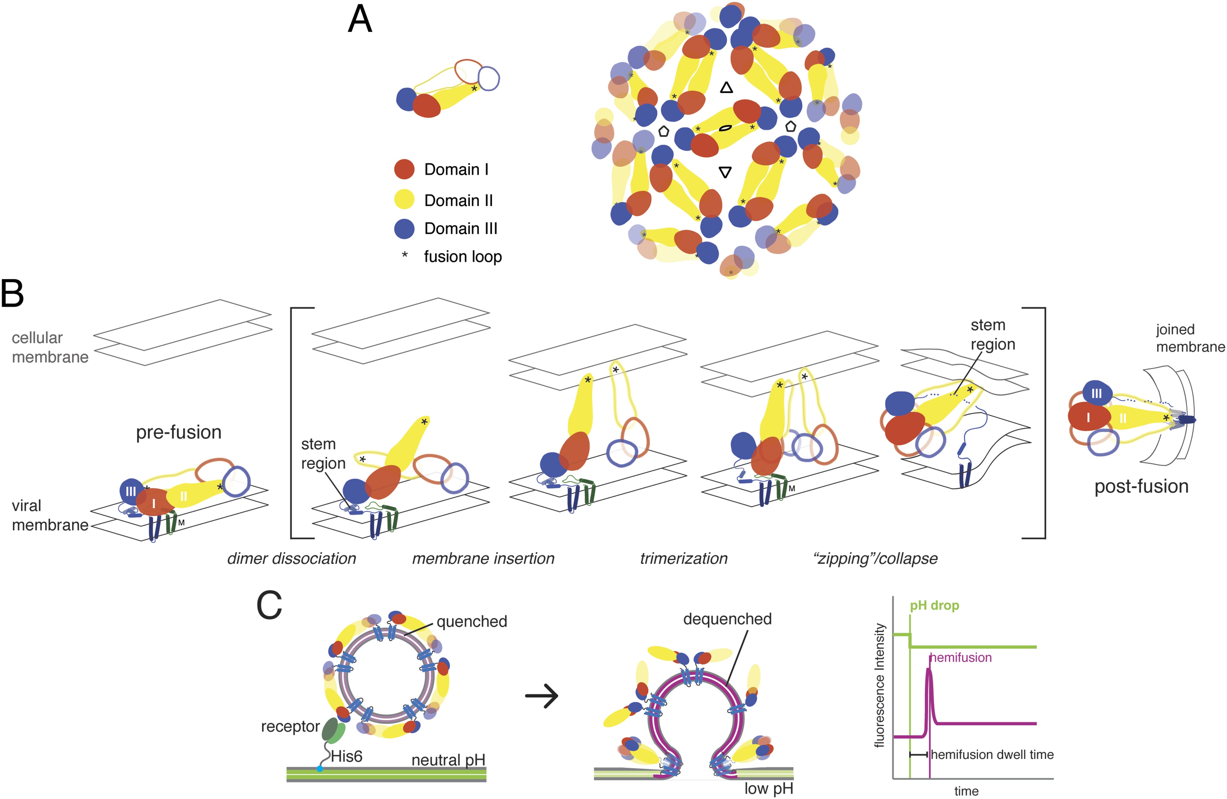 Sequential conformational rearrangements in flavivirus membrane fusion ...