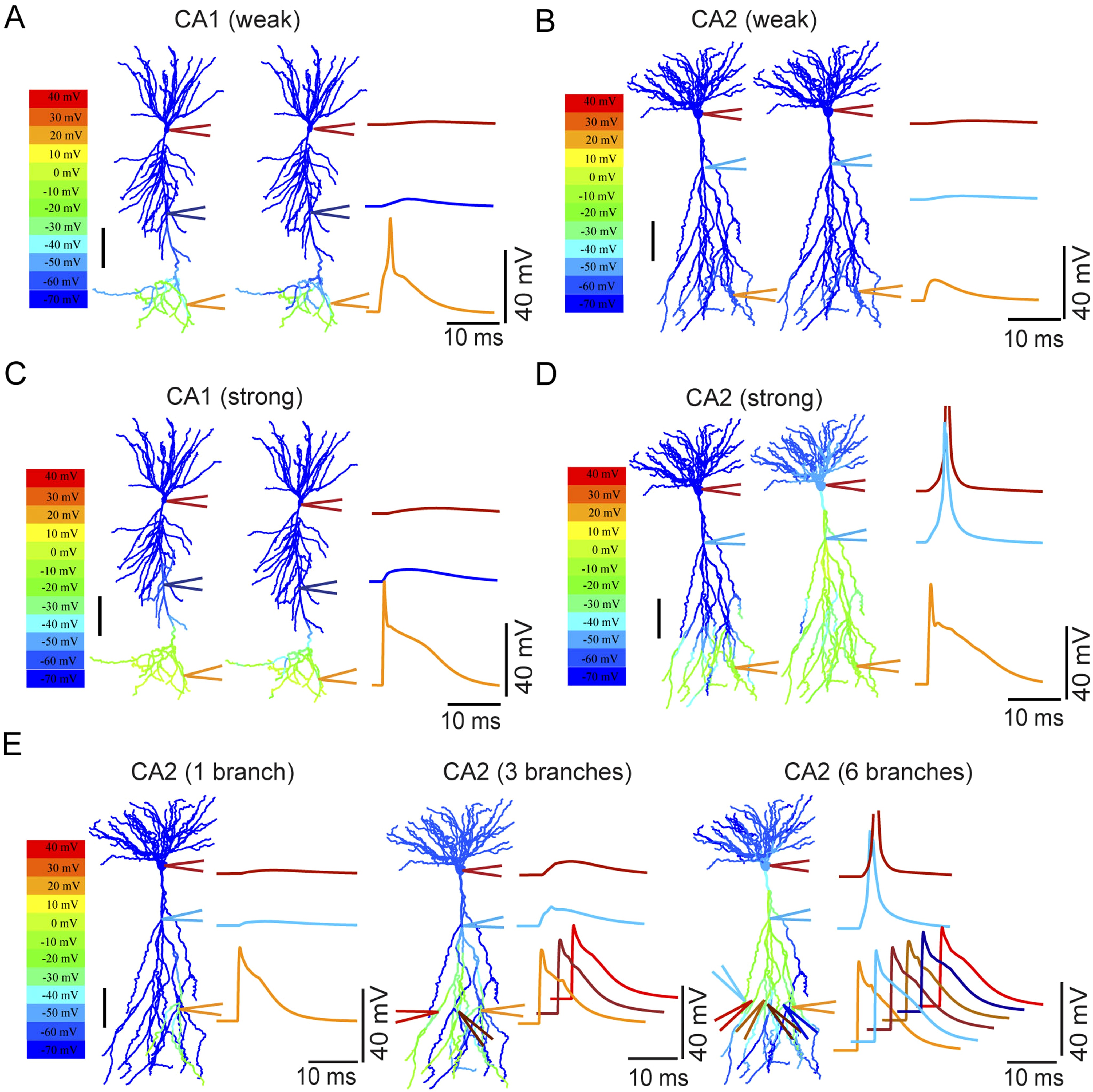 Dendritic Na+ spikes enable cortical input to drive action potential ...