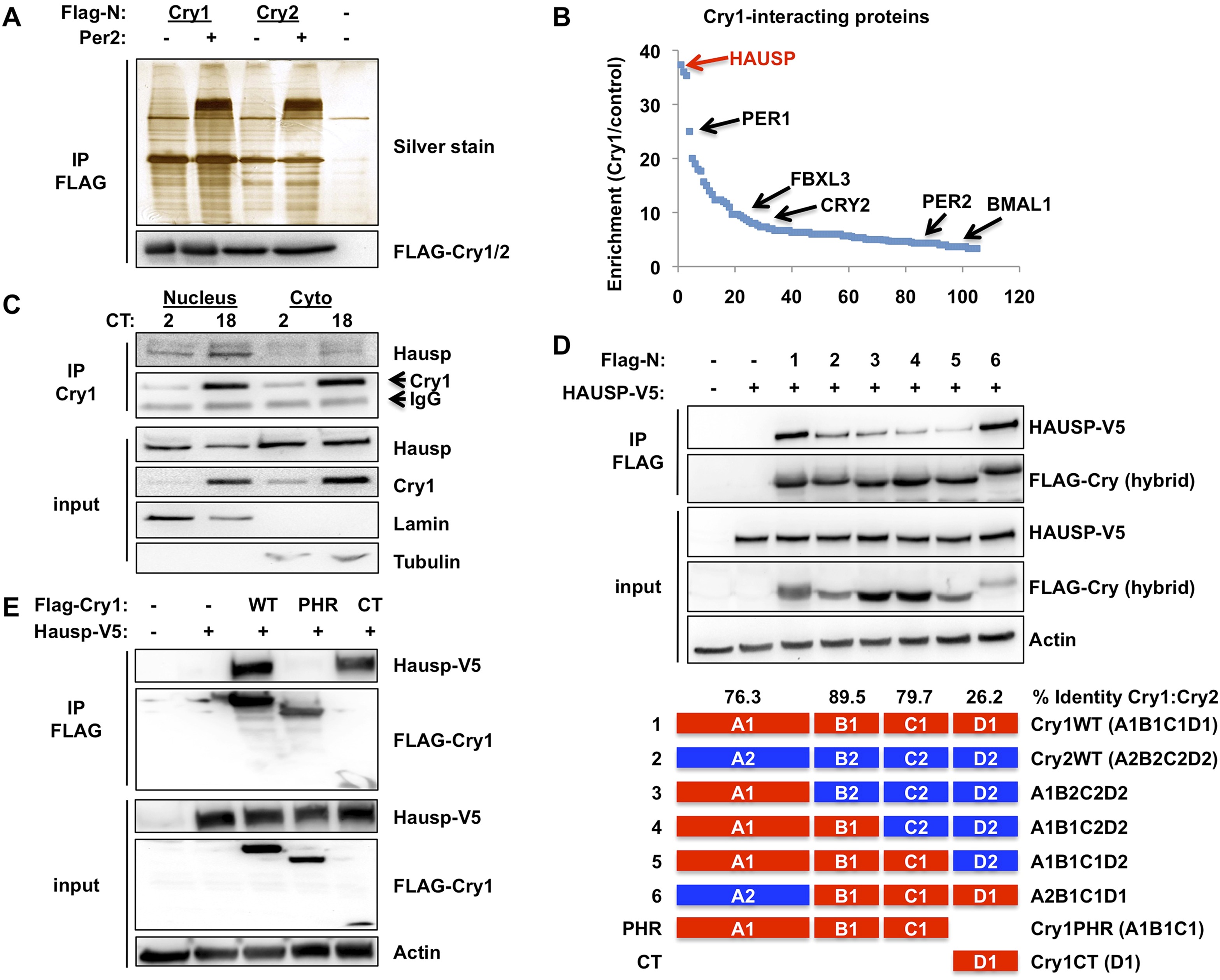 DNA damage shifts circadian clock time via Hausp-dependent Cry1 ...