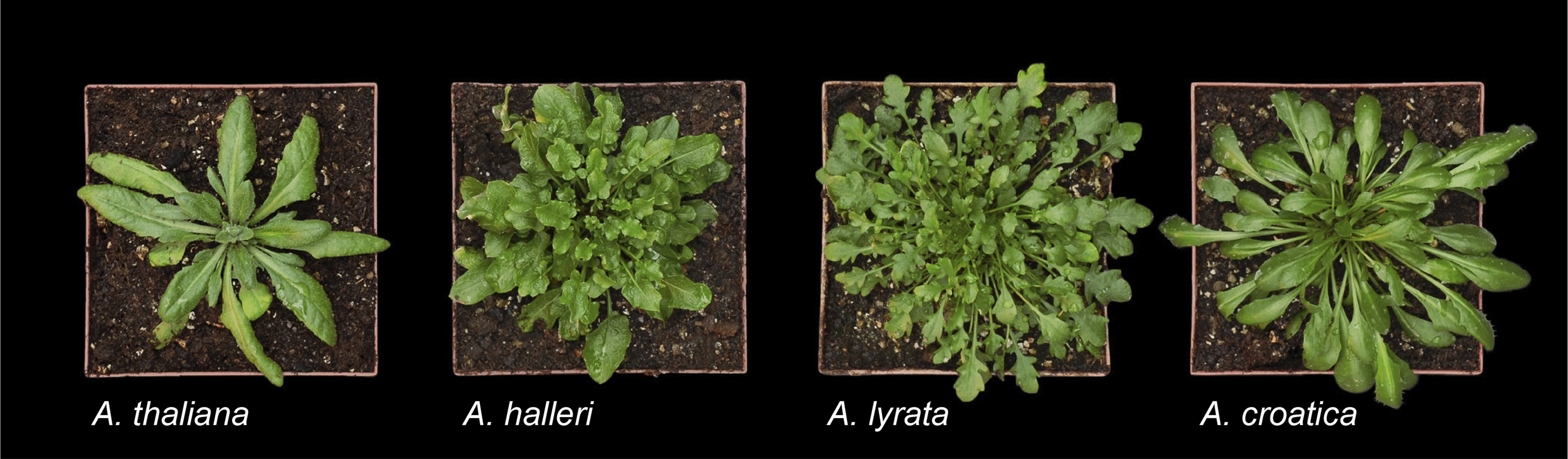Planting molecular functions in an ecological context with Arabidopsis ...