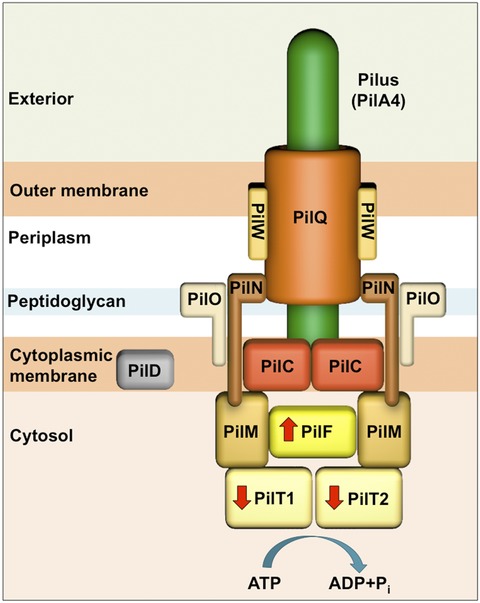Structure of a type IV pilus machinery in the open and closed state | eLife