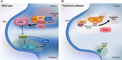 Figure 9. | T-box3 is a ciliary protein and regulates stability of the ...