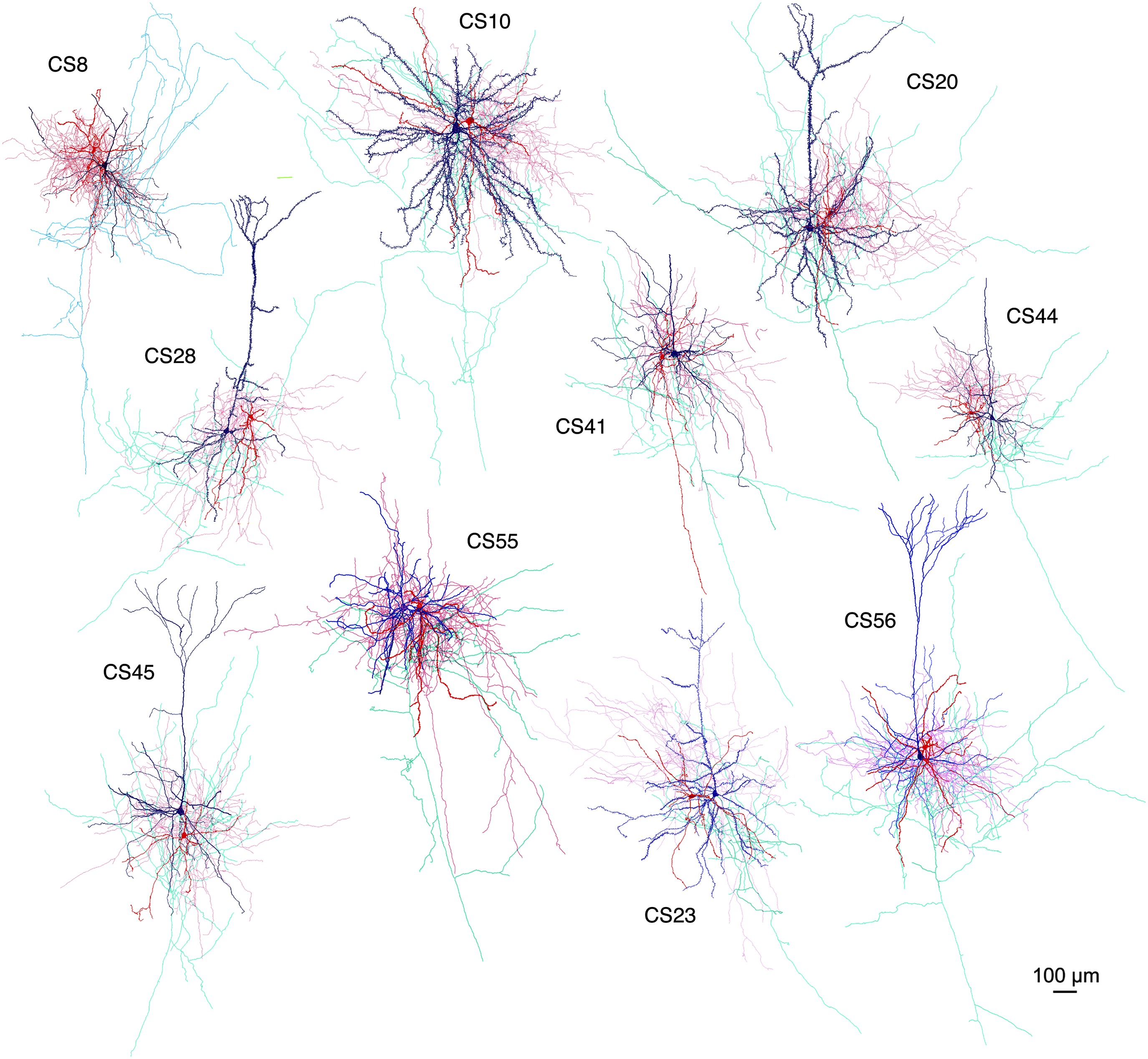 Functional effects of distinct innervation styles of pyramidal cells by ...