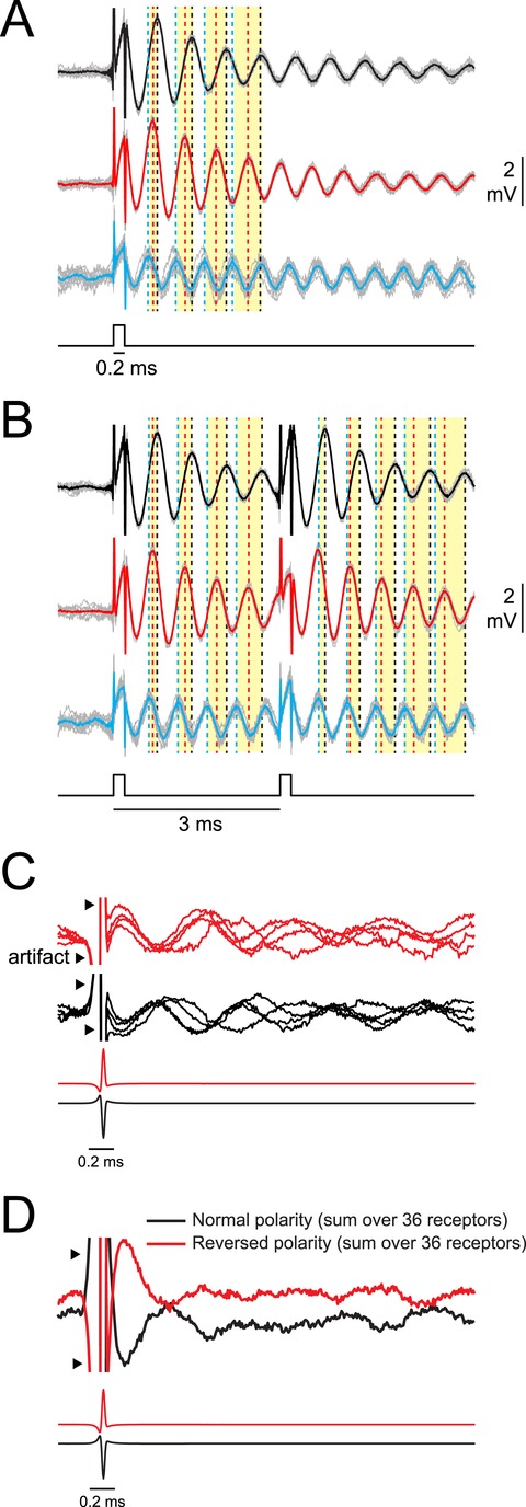 Peripheral sensory coding through oscillatory synchrony in weakly ...