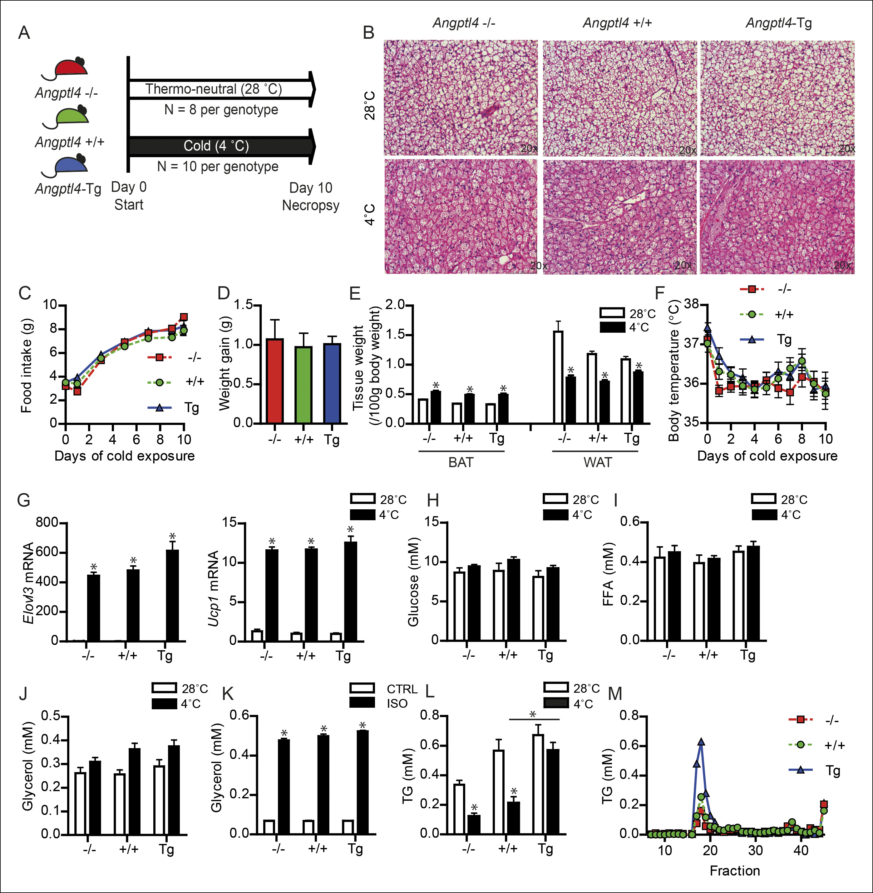 ANGPTL4 mediates shuttling of lipid fuel to brown adipose tissue during ...