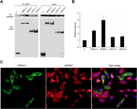 KPNB1 mediates PER/CRY nuclear translocation and circadian clock ...