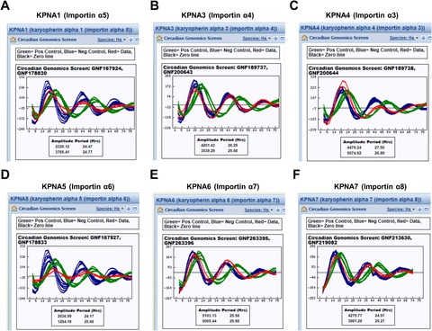 KPNB1 mediates PER/CRY nuclear translocation and circadian clock ...
