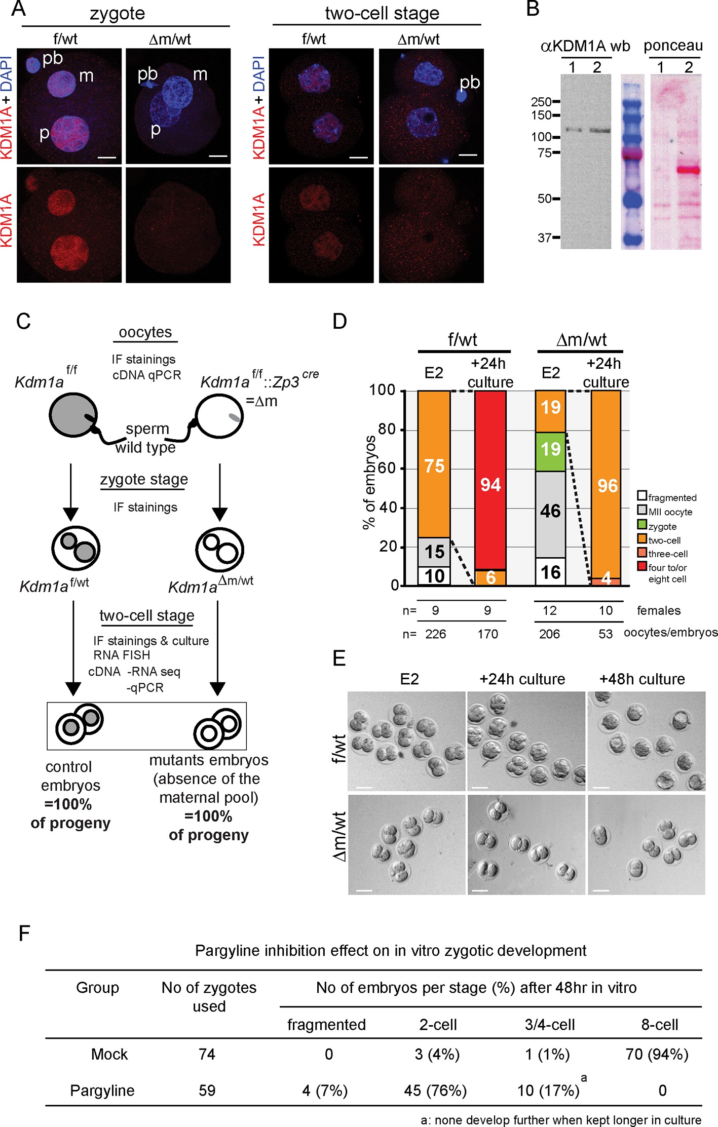 Maternal LSD1/KDM1A is an essential regulator of chromatin and ...