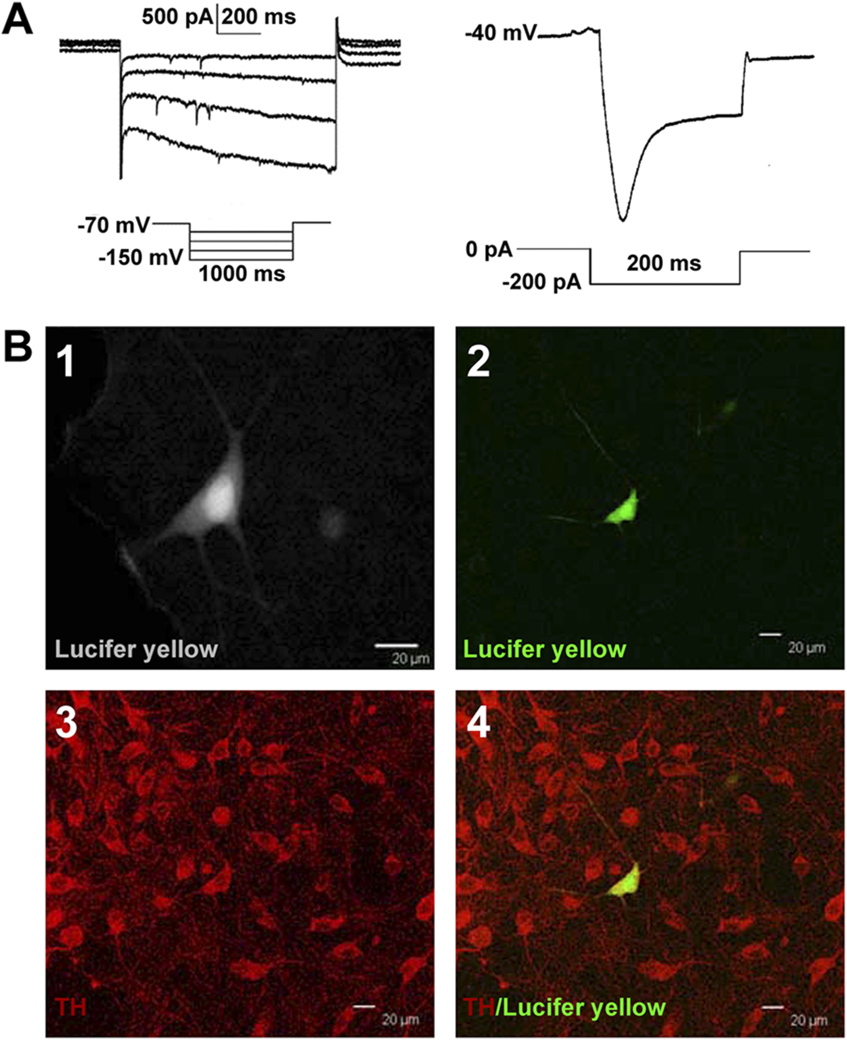 Figure 1. | Morphine disinhibits glutamatergic input to VTA dopamine ...