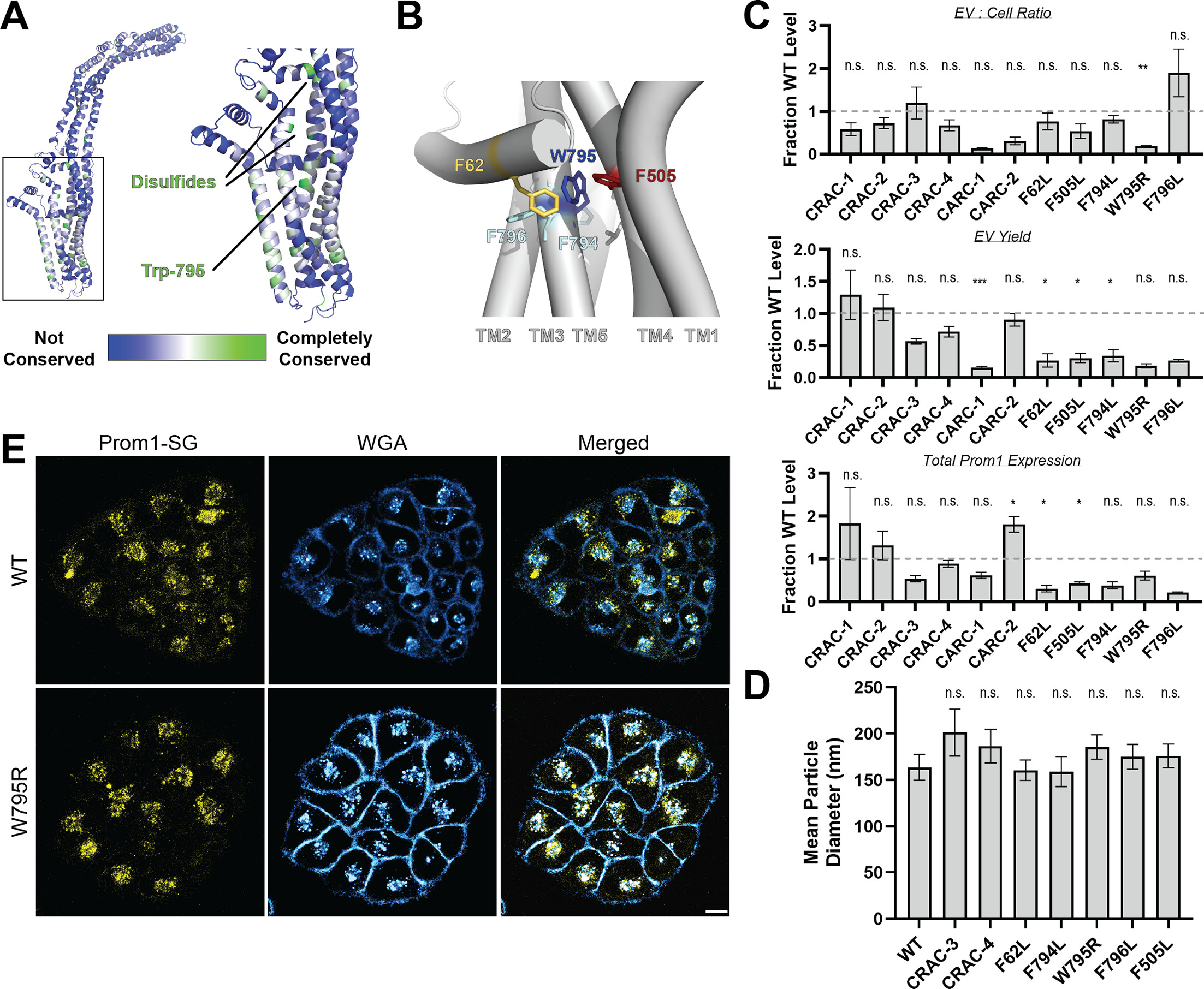 Prominin 1 and Tweety Homology 1 both induce extracellular vesicle ...
