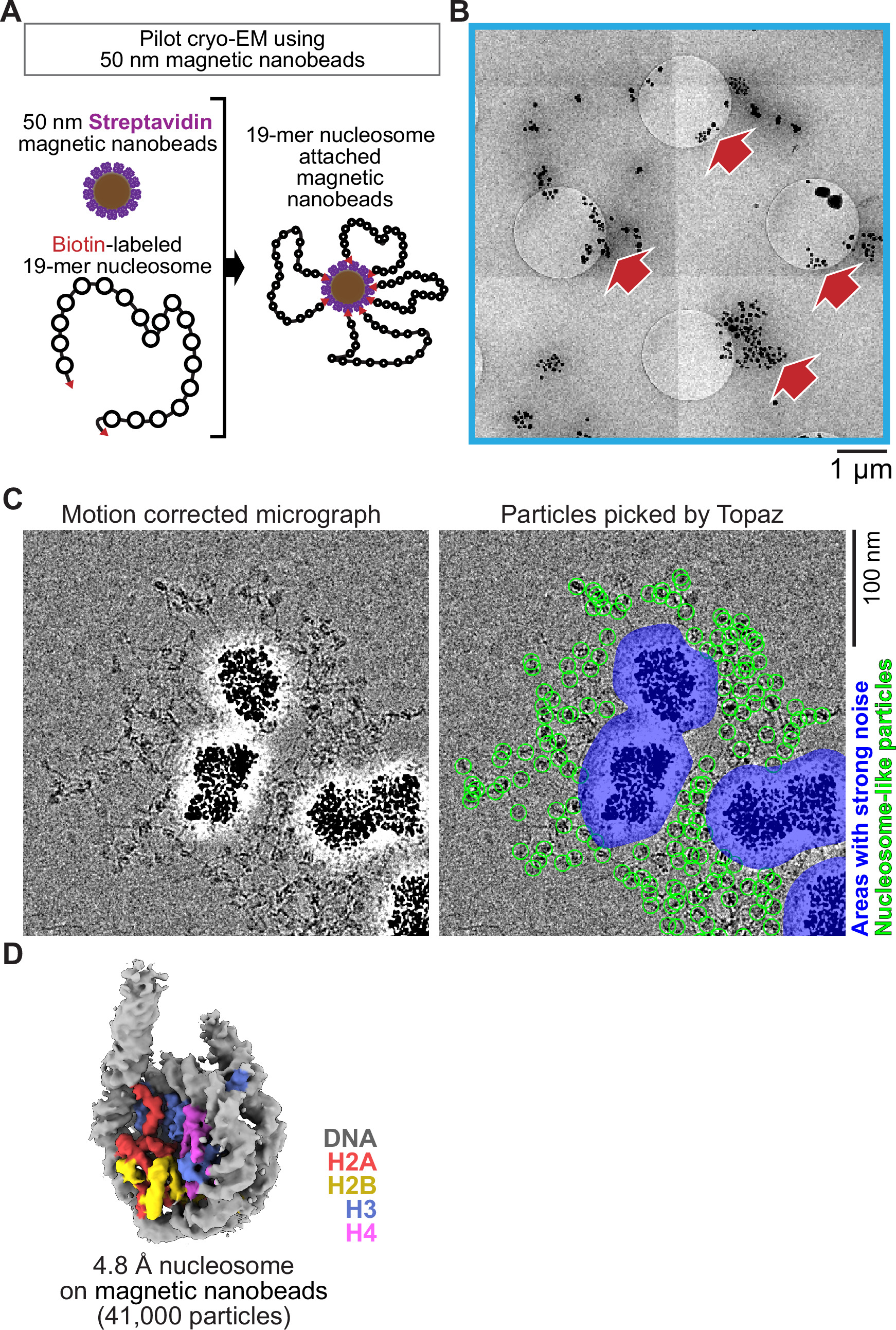 MagIC-Cryo-EM, structural determination on magnetic beads for scarce macromolecules in ...
