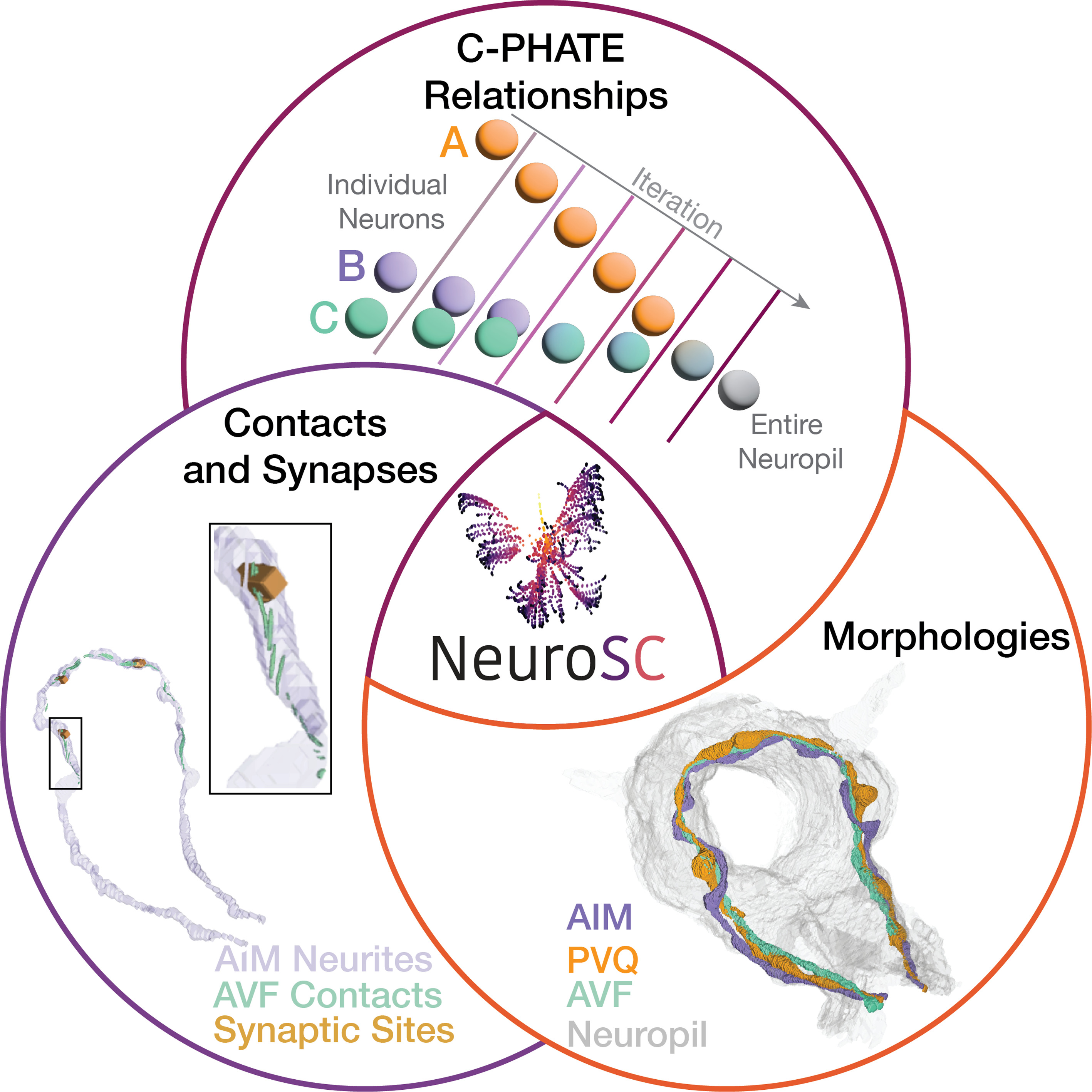 Exploring neurodevelopment via spatiotemporal collation of anatomical ...