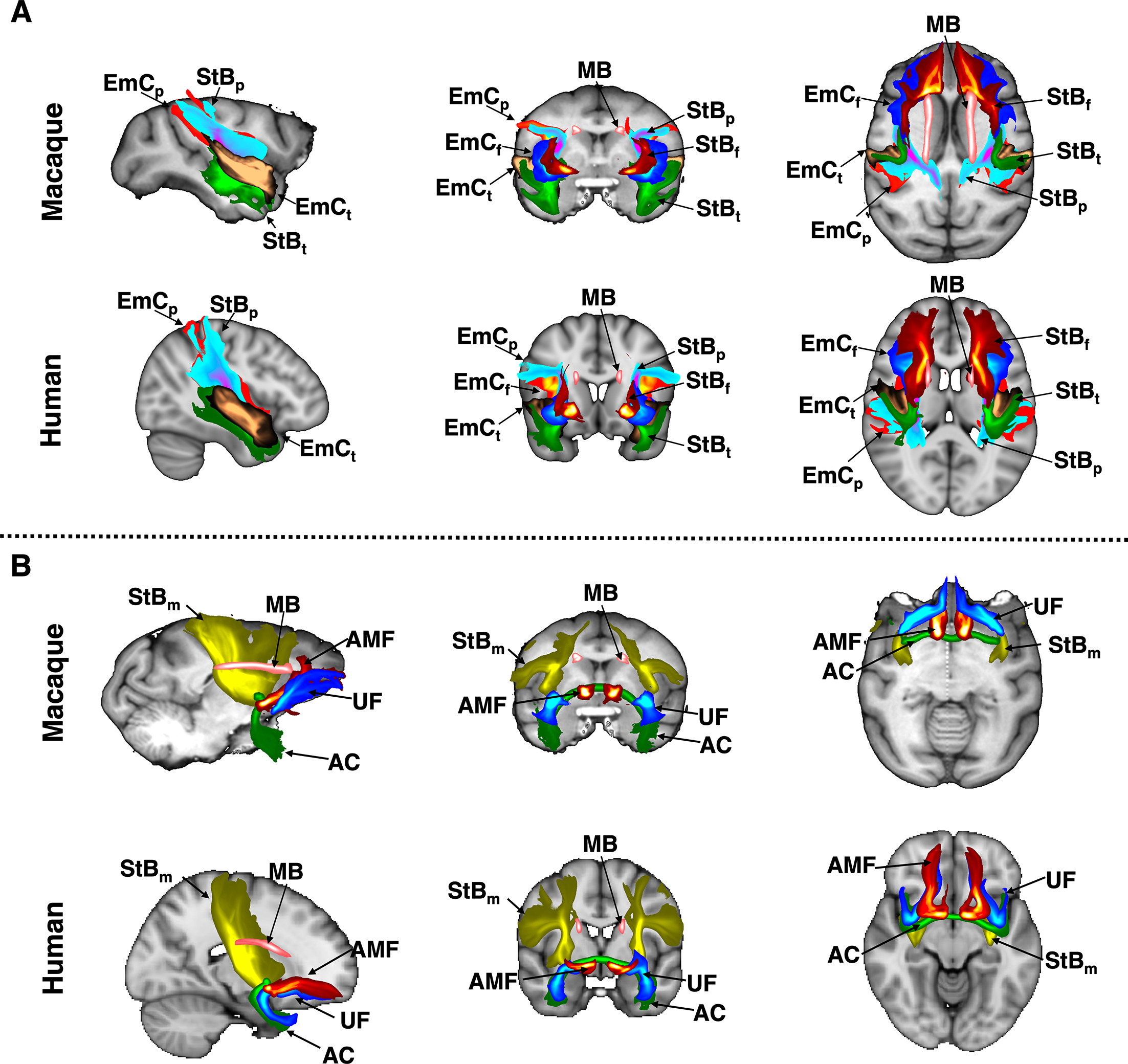 Cross-species standardised cortico-subcortical tractography | eLife Lens