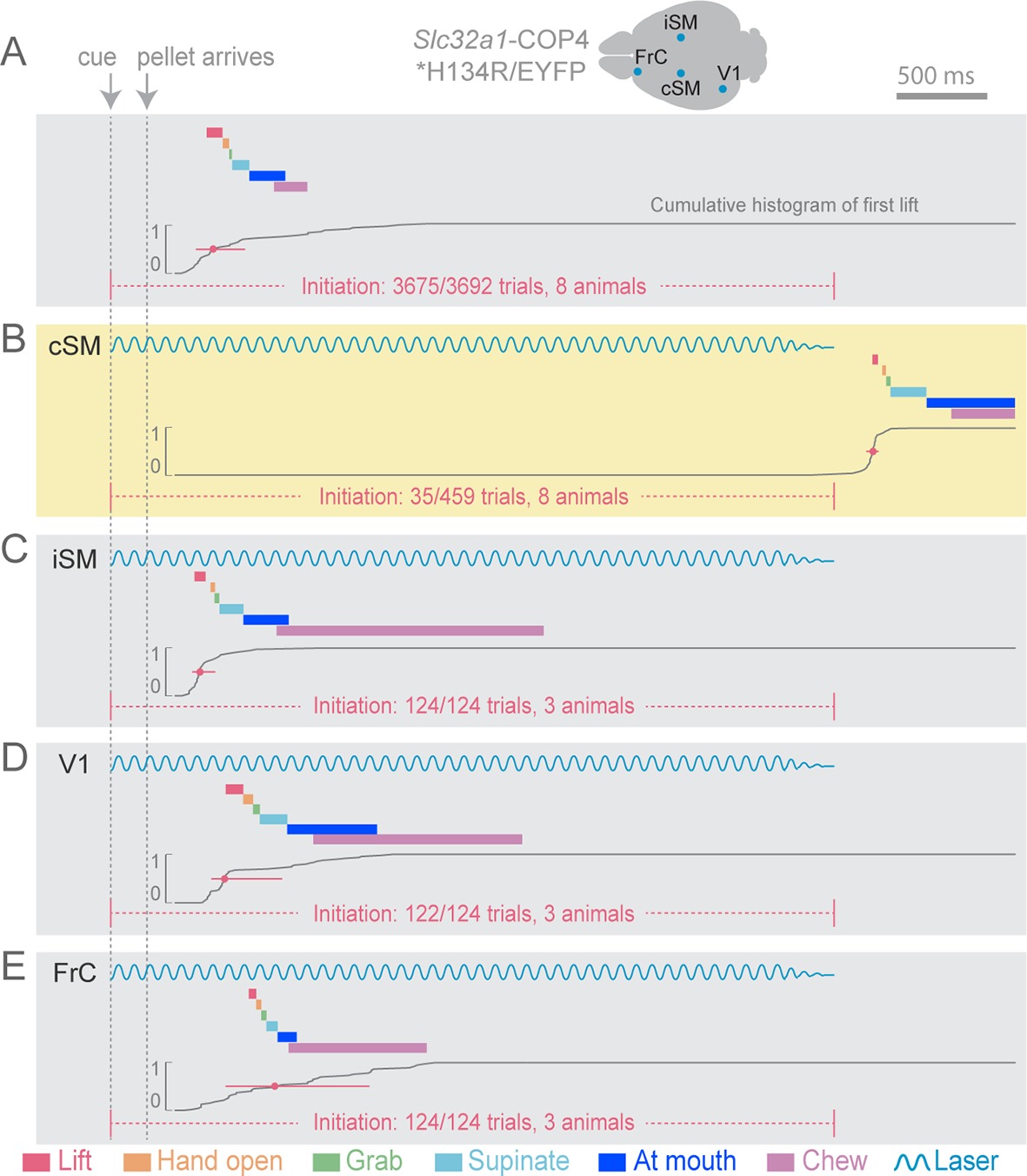 Cortex commands the performance of skilled movement | eLife Lens
