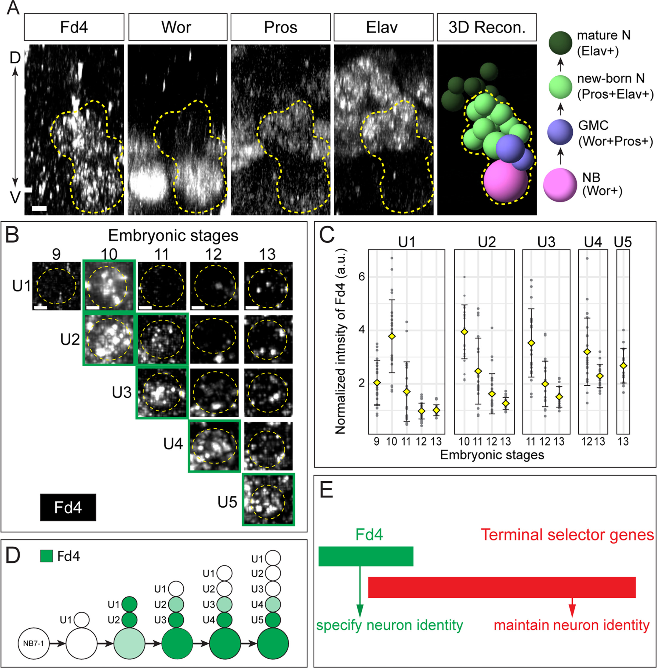 The Fd4 transcription factor translates transient spatial cues in ...
