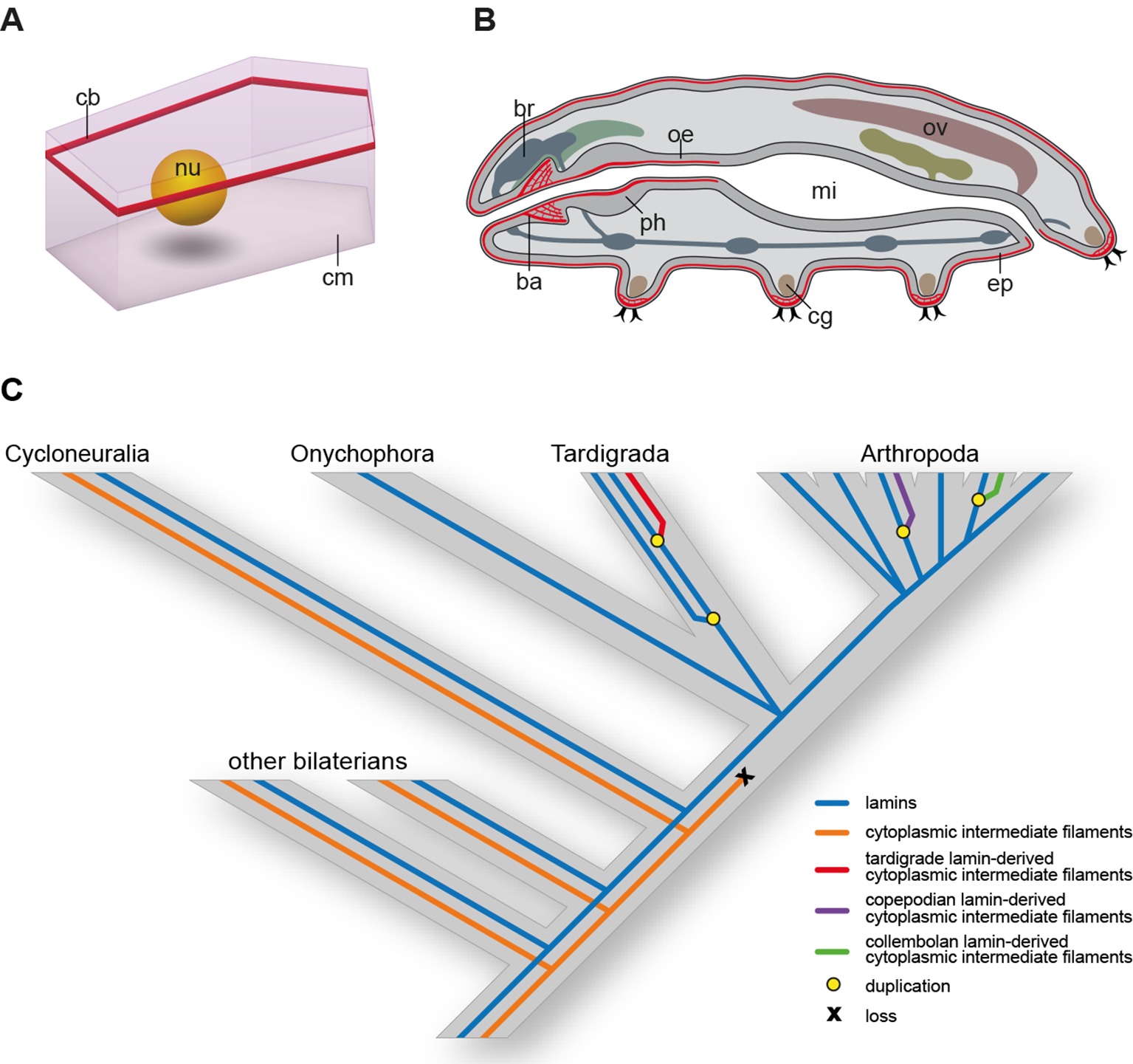 Figure 6. | Novel origin of lamin-derived cytoplasmic intermediate ...
