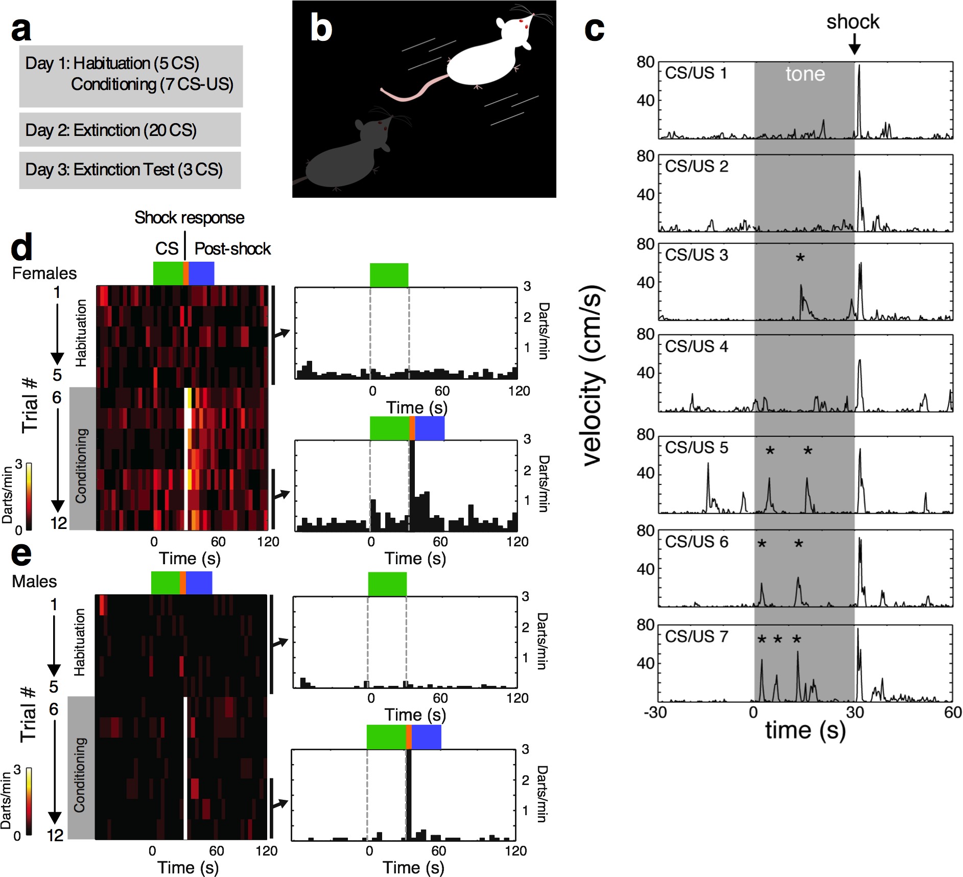 Sexually divergent expression of active and passive conditioned fear ...