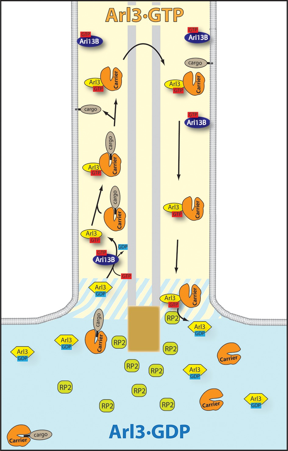 A G-protein activation cascade from Arl13B to Arl3 and implications for ...