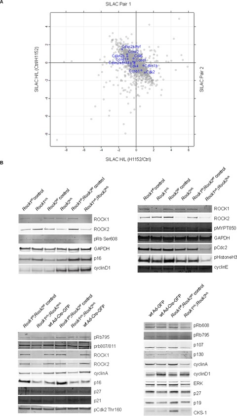 Rho-associated kinase (ROCK) function is essential for cell cycle ...