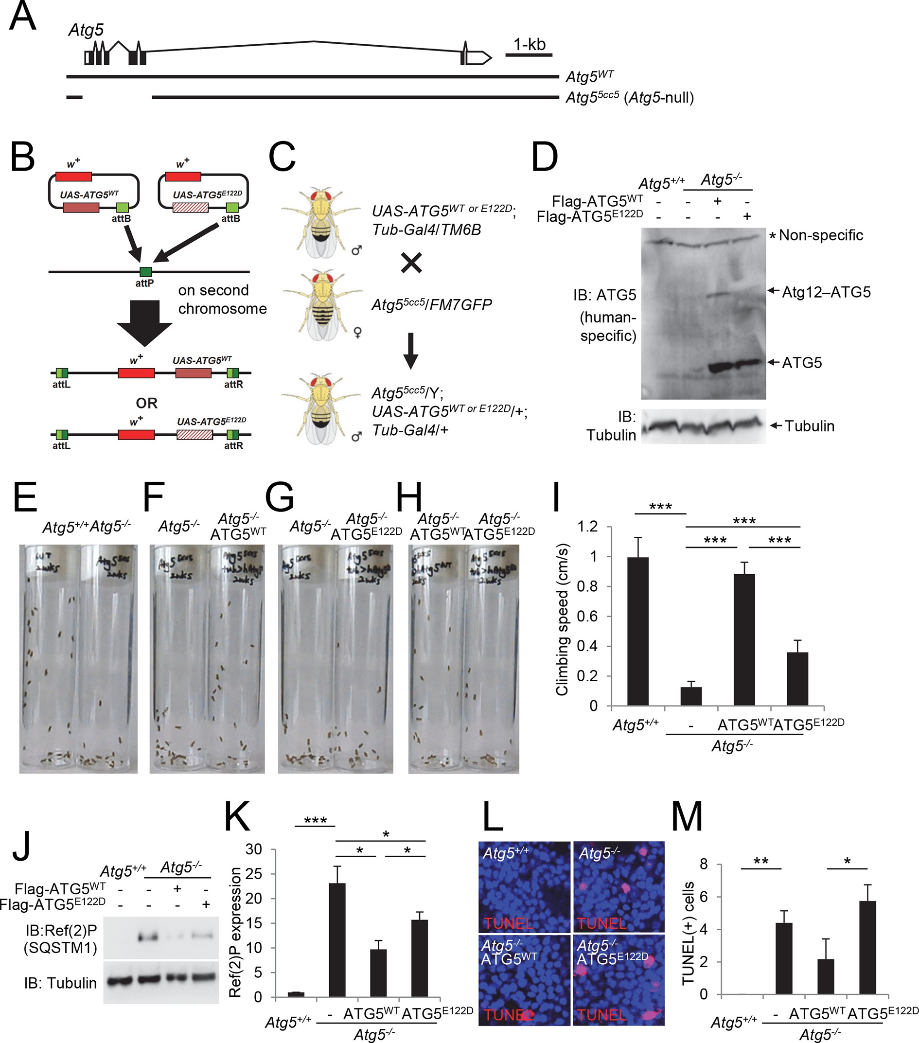 Mutation in ATG5 reduces autophagy and leads to ataxia with ...