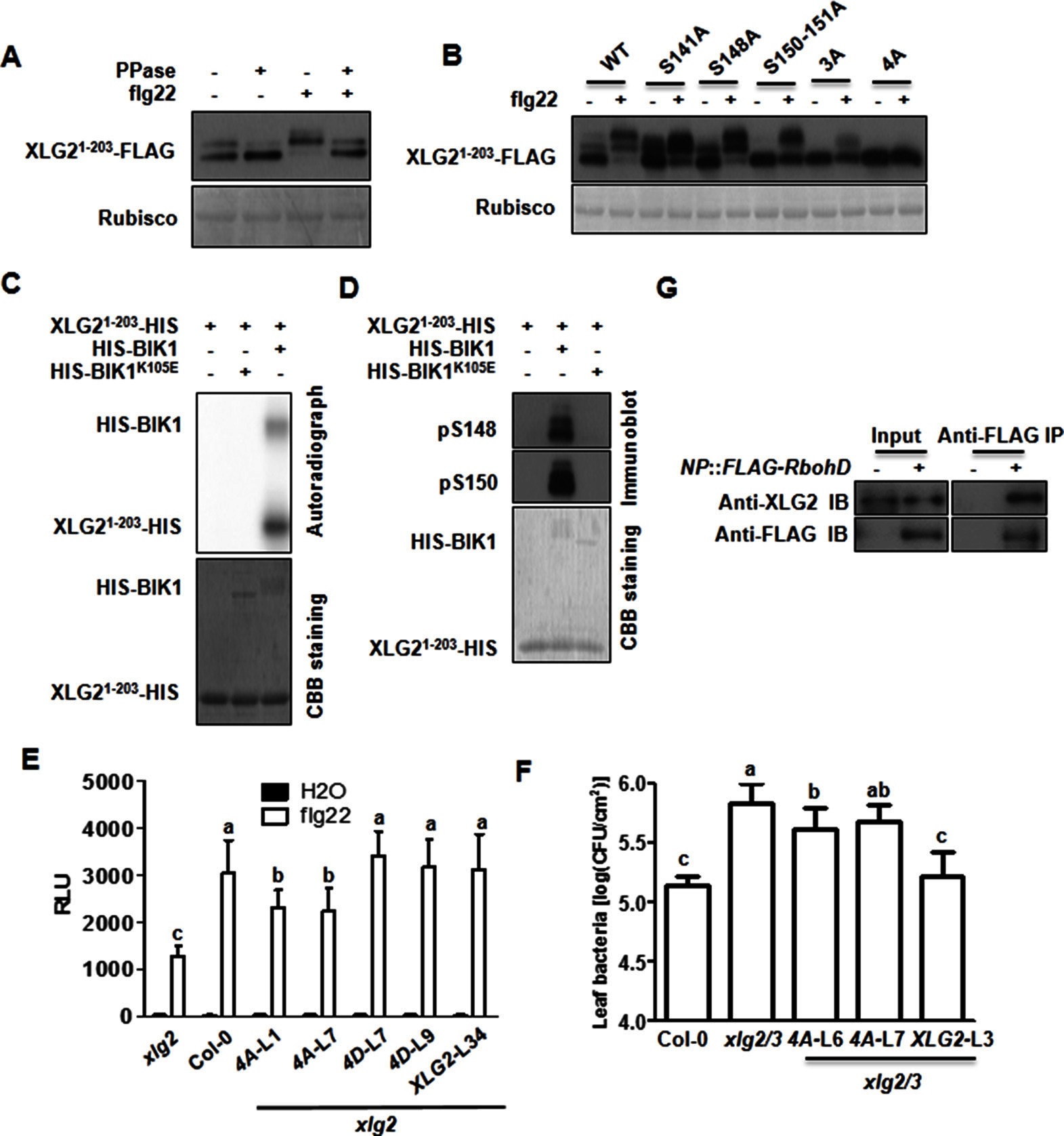 Arabidopsis heterotrimeric G proteins regulate immunity by directly ...
