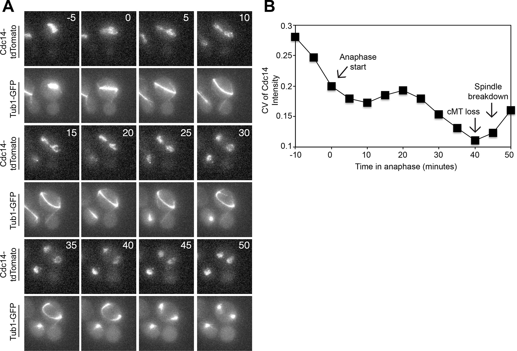 Spatial signals link exit from mitosis to spindle position | eLife Lens