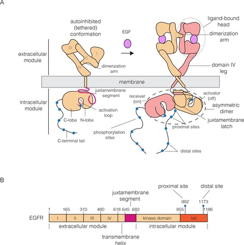 Molecular basis for multimerization in the activation of the epidermal ...