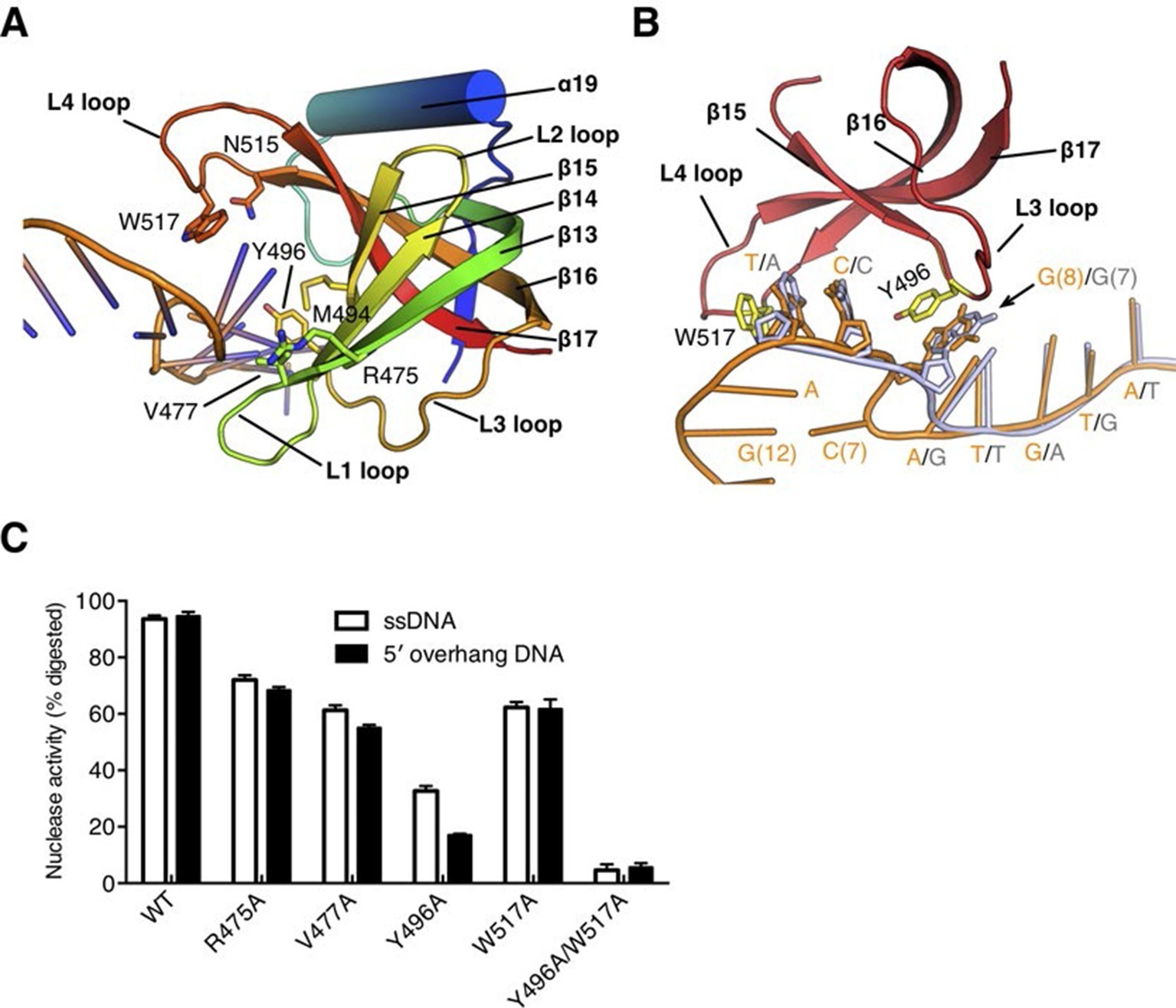 Structural basis for DNA 5´-end resection by RecJ | eLife Lens
