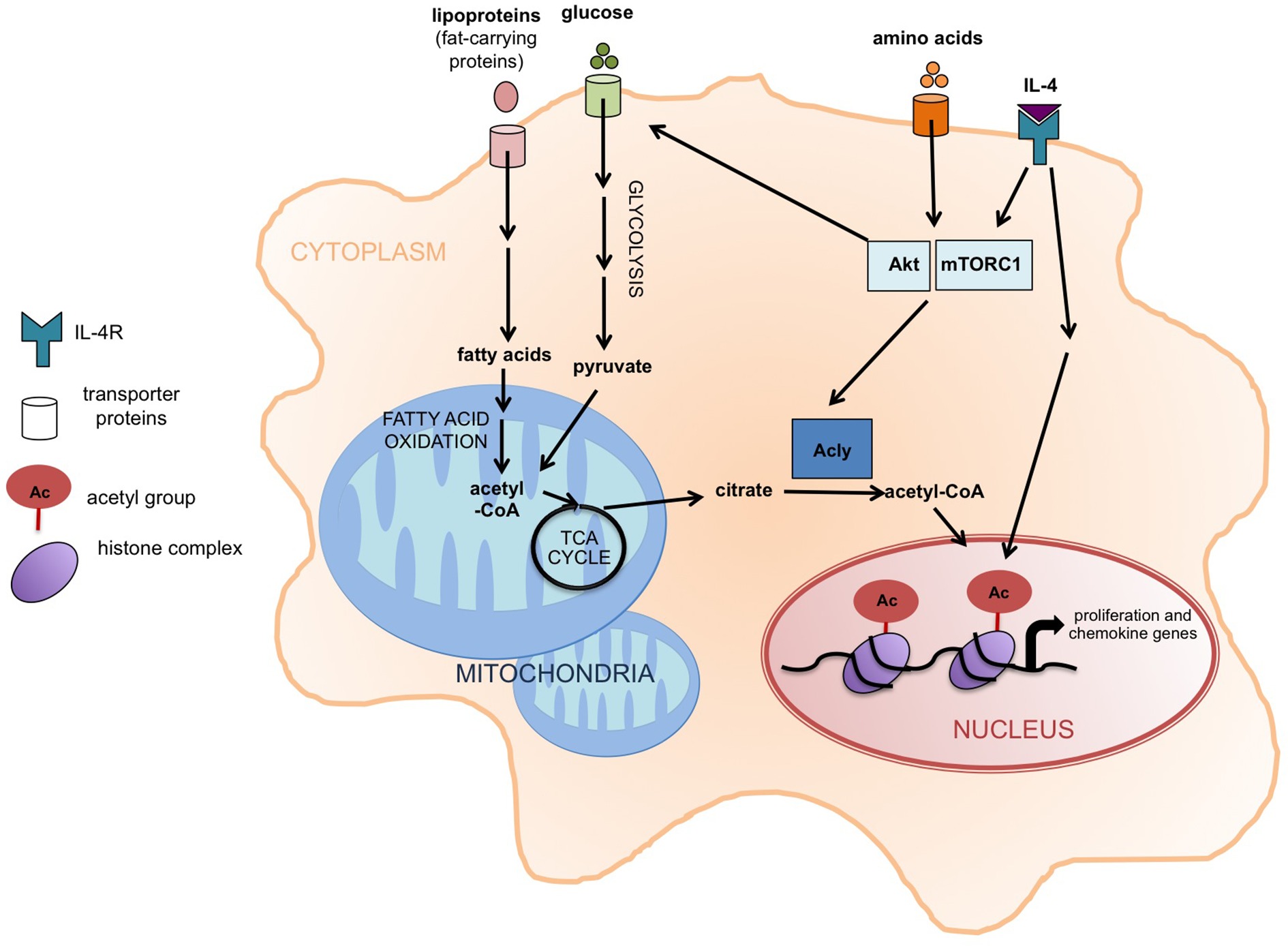 Metabolism fine-tunes macrophage activation | eLife