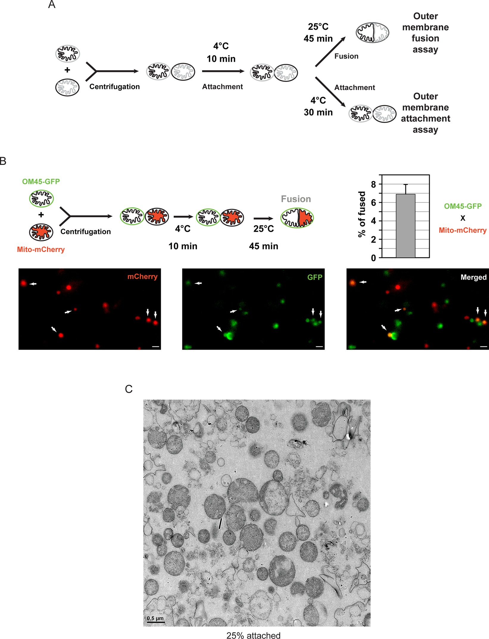 A mitofusin-dependent docking ring complex triggers mitochondrial ...