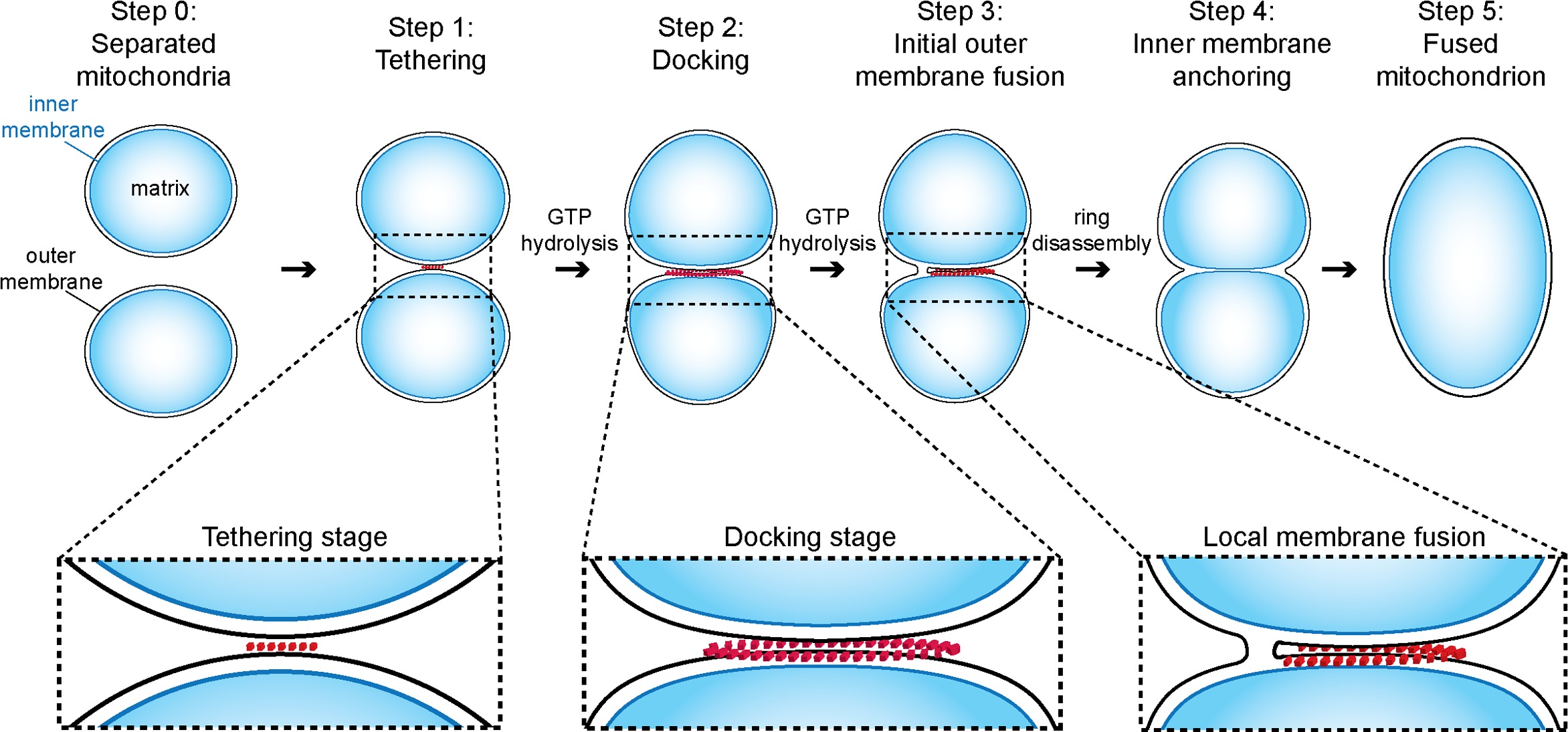 A mitofusin-dependent docking ring complex triggers mitochondrial ...