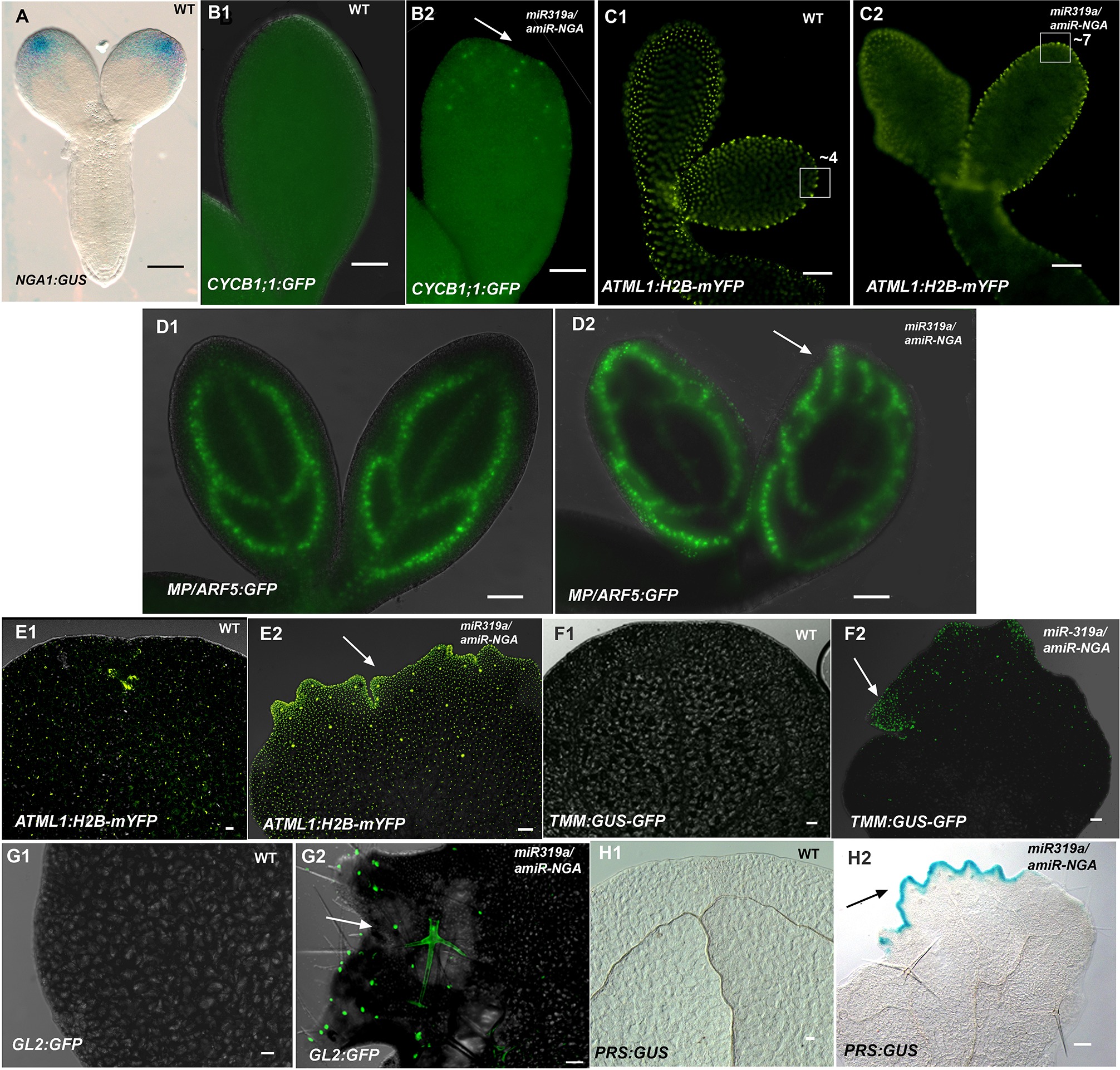 Active suppression of a leaf meristem orchestrates determinate leaf ...