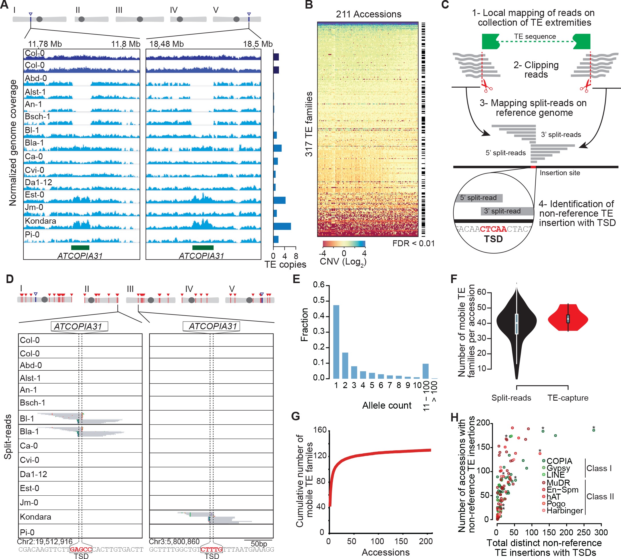 The Arabidopsis thaliana mobilome and its impact at the species level ...
