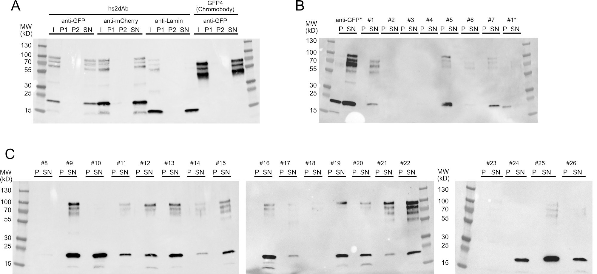 NaLi-H1: A universal synthetic library of humanized nanobodies ...