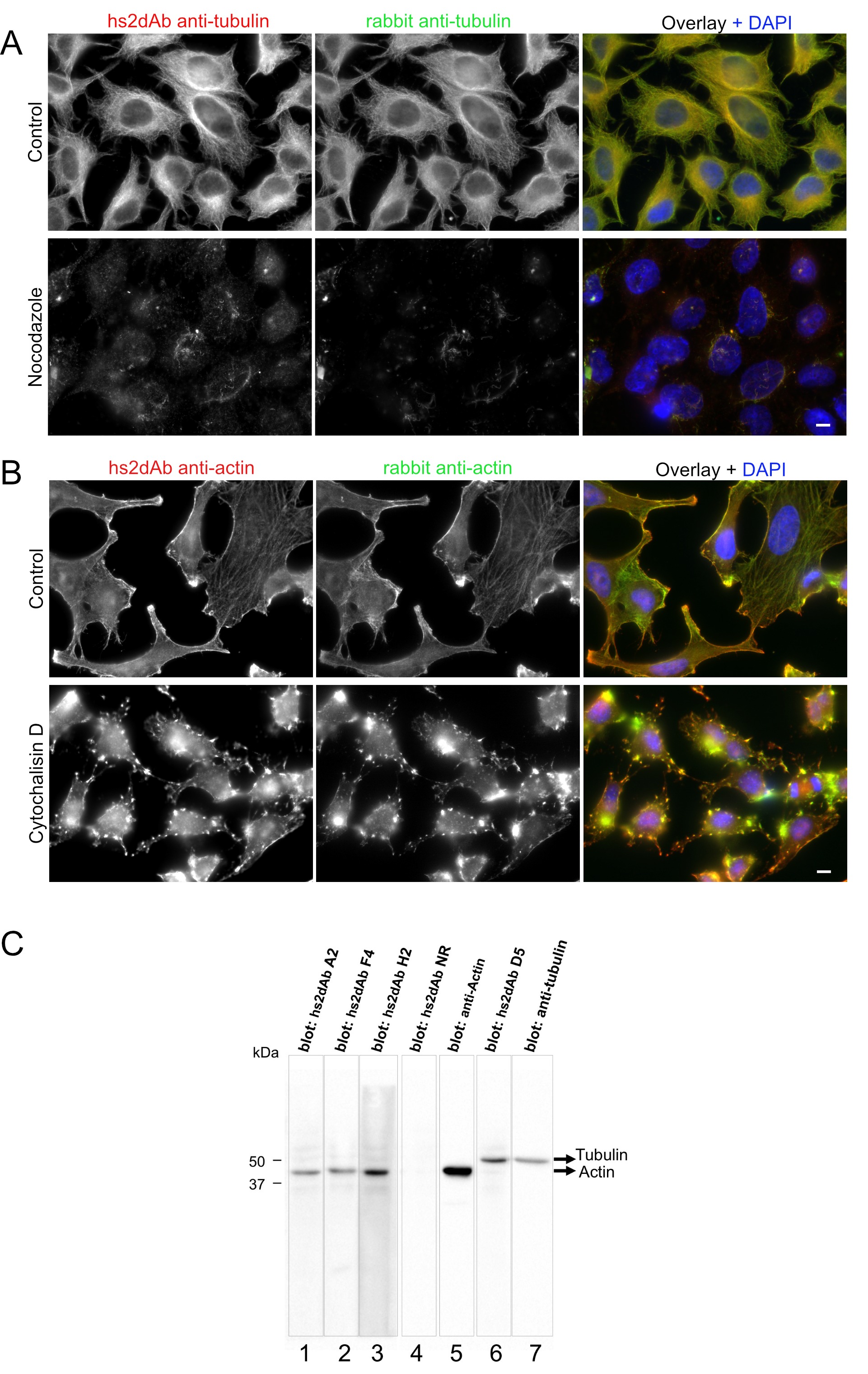 NaLi-H1: A universal synthetic library of humanized nanobodies ...