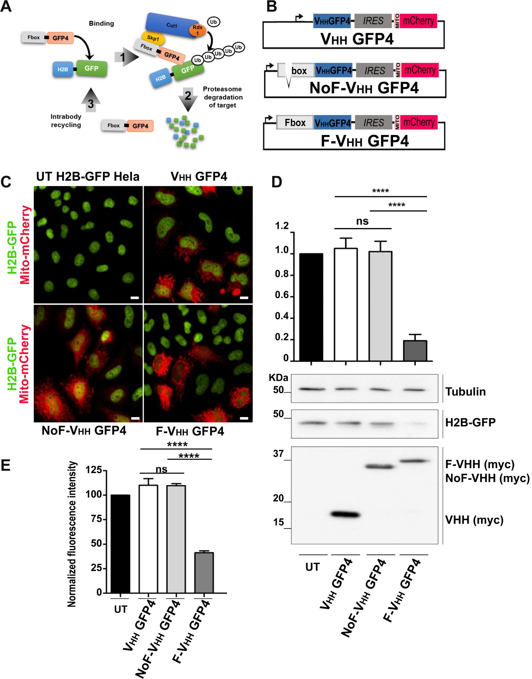 NaLi-H1: A universal synthetic library of humanized nanobodies ...